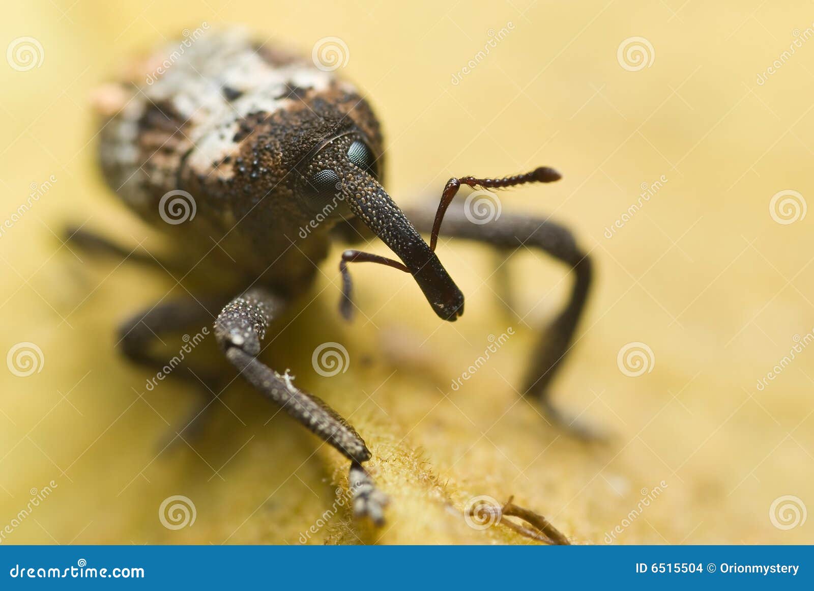 Weevil stock photo. Image of brown, antenna, garden, wild - 6515504