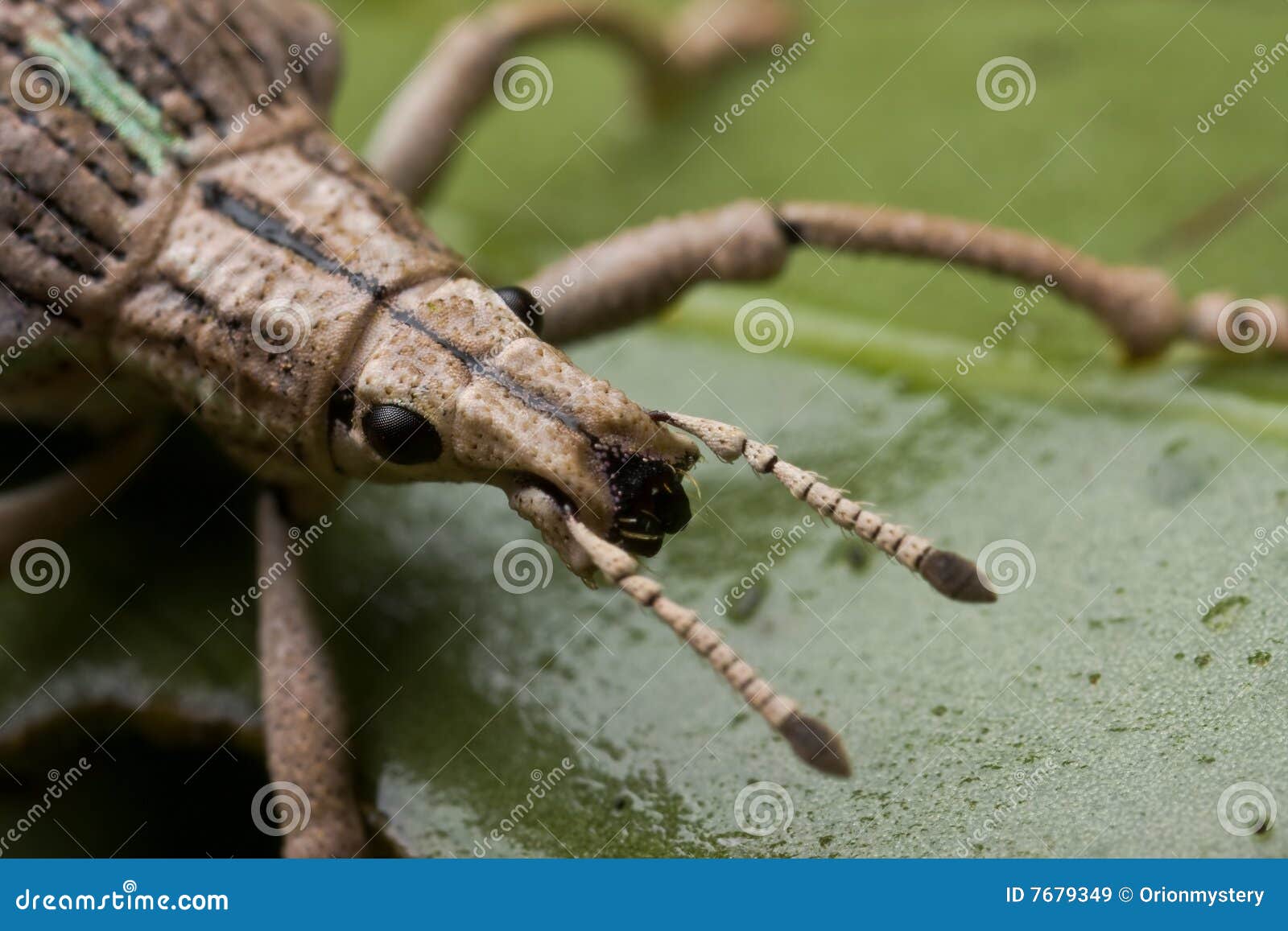 Weevil stock image. Image of leaf, brown, green, wilderness - 7679349