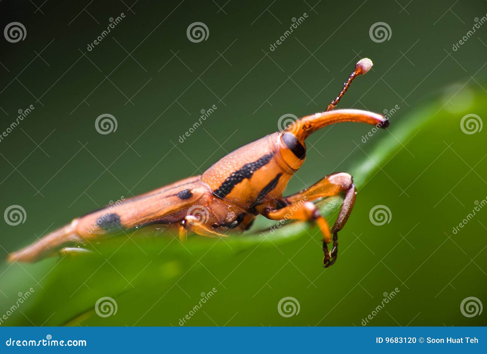Weevil stock photo. Image of eyes, nature, face, entomology - 9683120