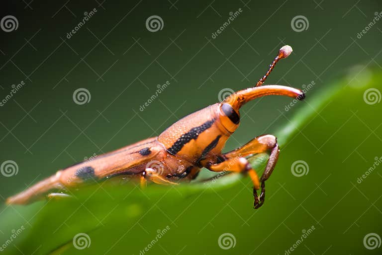 Weevil stock photo. Image of eyes, nature, face, entomology - 9683120