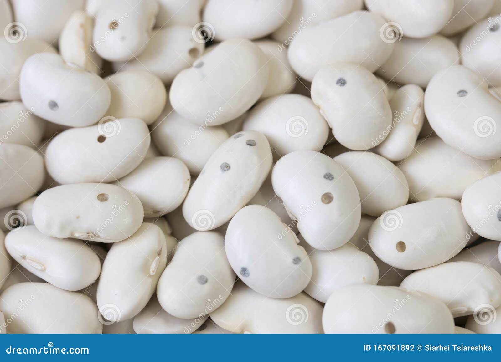 Weevil Acanthoscelides Obtectus Spoiled Bean Stock Photo - Image of ...