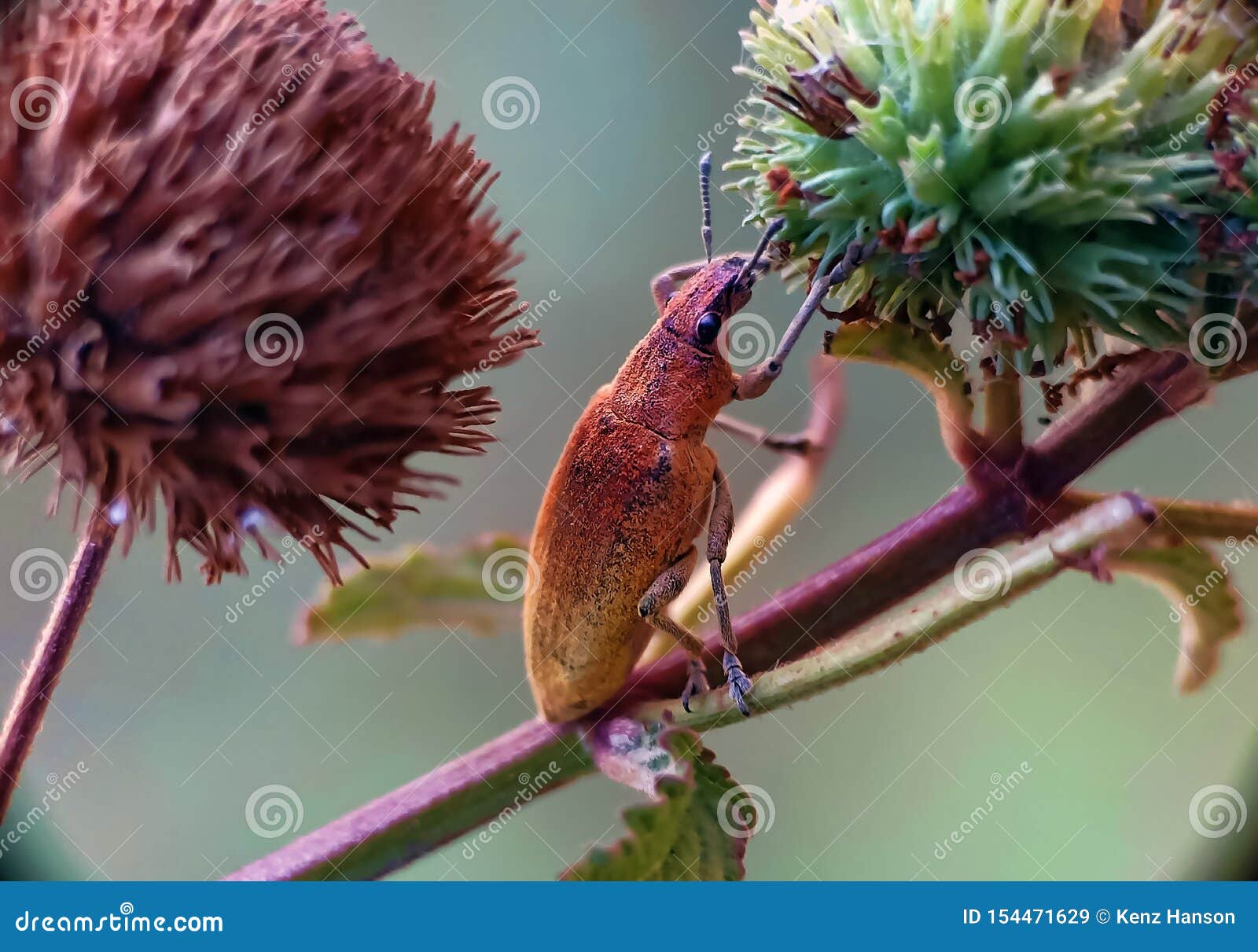 Weevil stock image. Image of wild, weevil, small, animal - 154471629