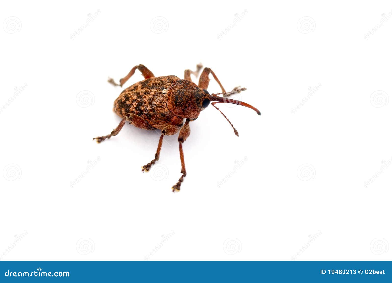 Weevil beetle stock image. Image of weevil, macro, close - 19480213