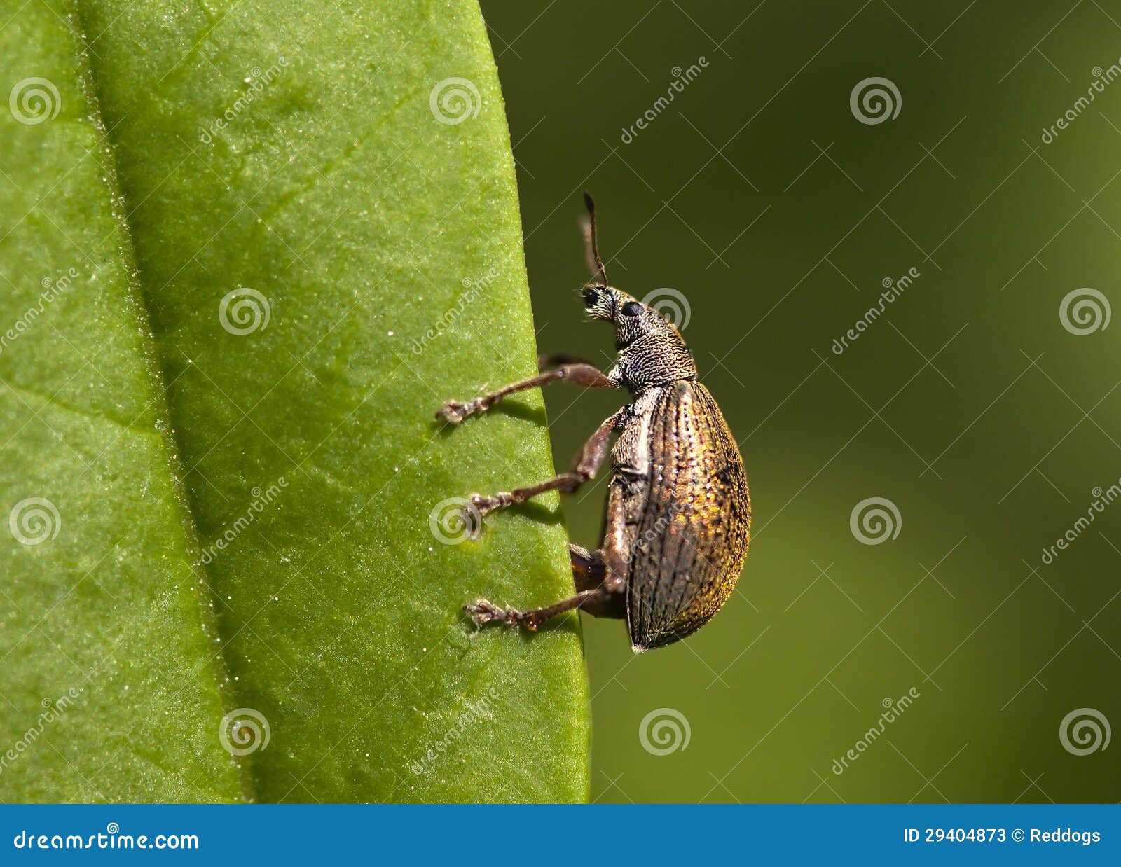 Weevil beetle stock image. Image of snout, fauna, close - 29404873
