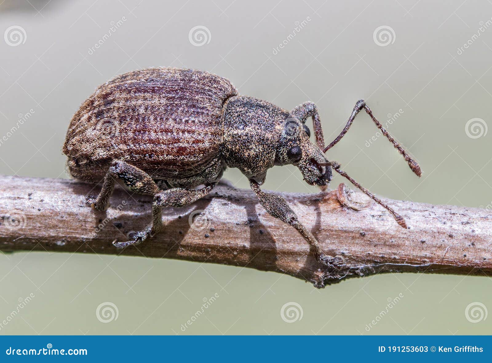 Weevil Beetle stock image. Image of insect, focus, nature - 191253603