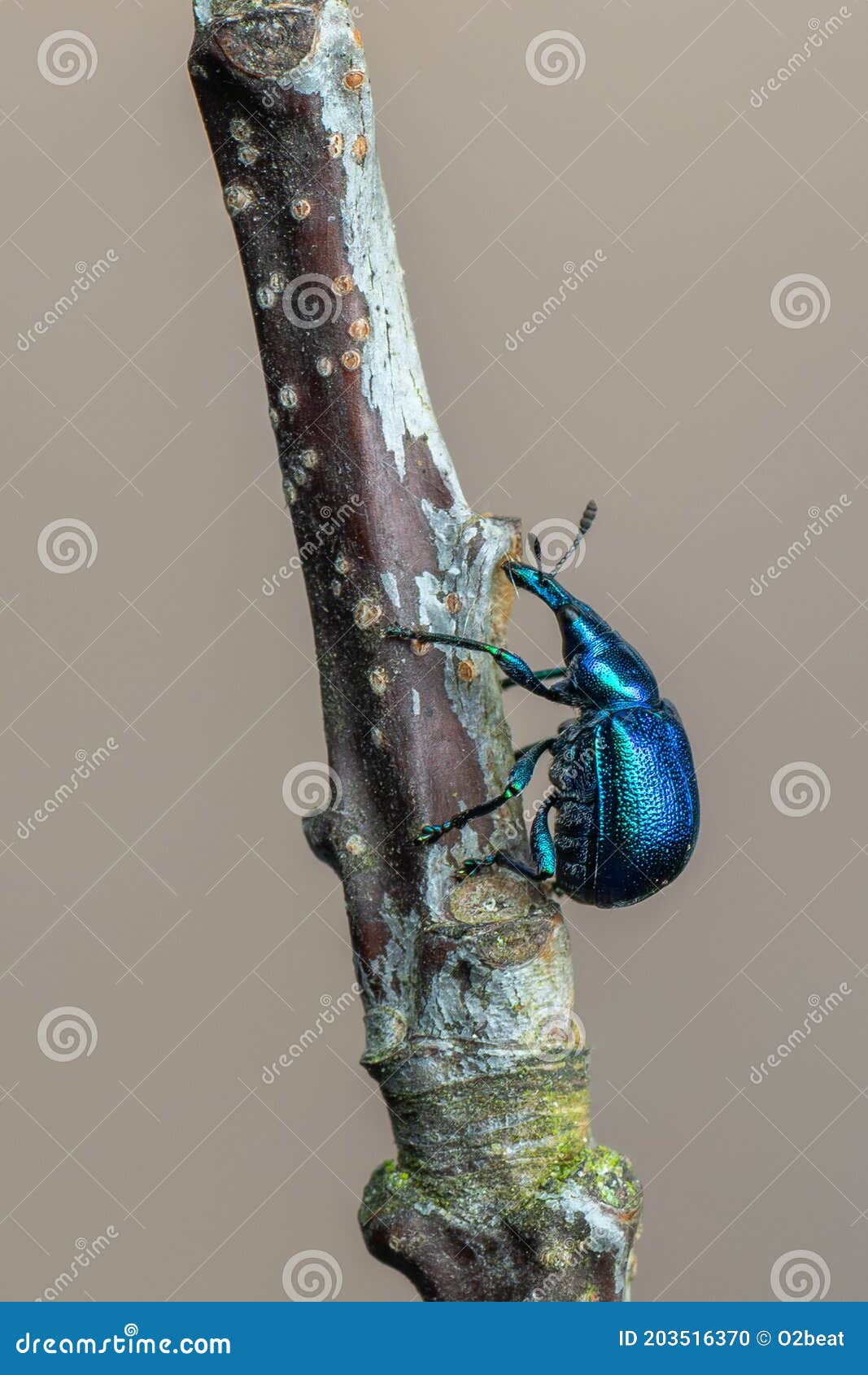 A Weevil Beetle - Byctiscus Betulae Stock Photo - Image of entomology ...