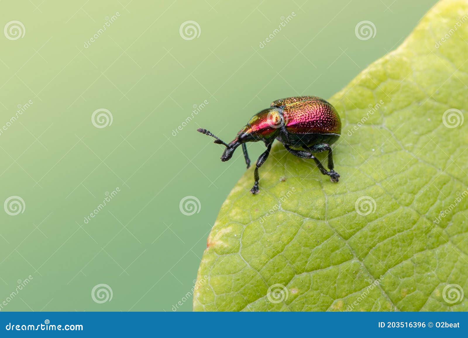 A Weevil Beetle - Byctiscus Populi Stock Photo - Image of wild, closeup ...