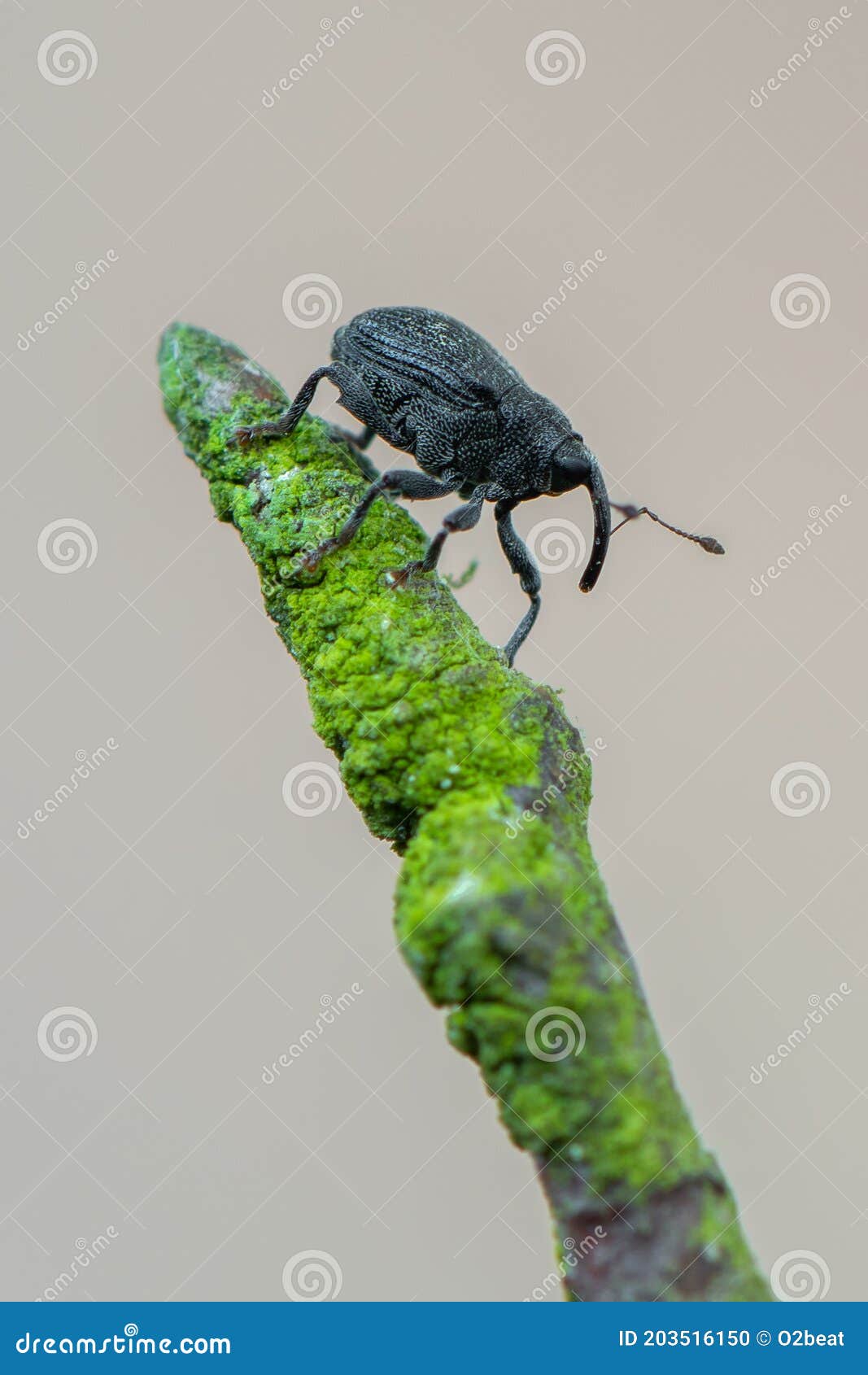 A Weevil Beetle - Ceutorhynchus Sp Stock Photo - Image of wild ...