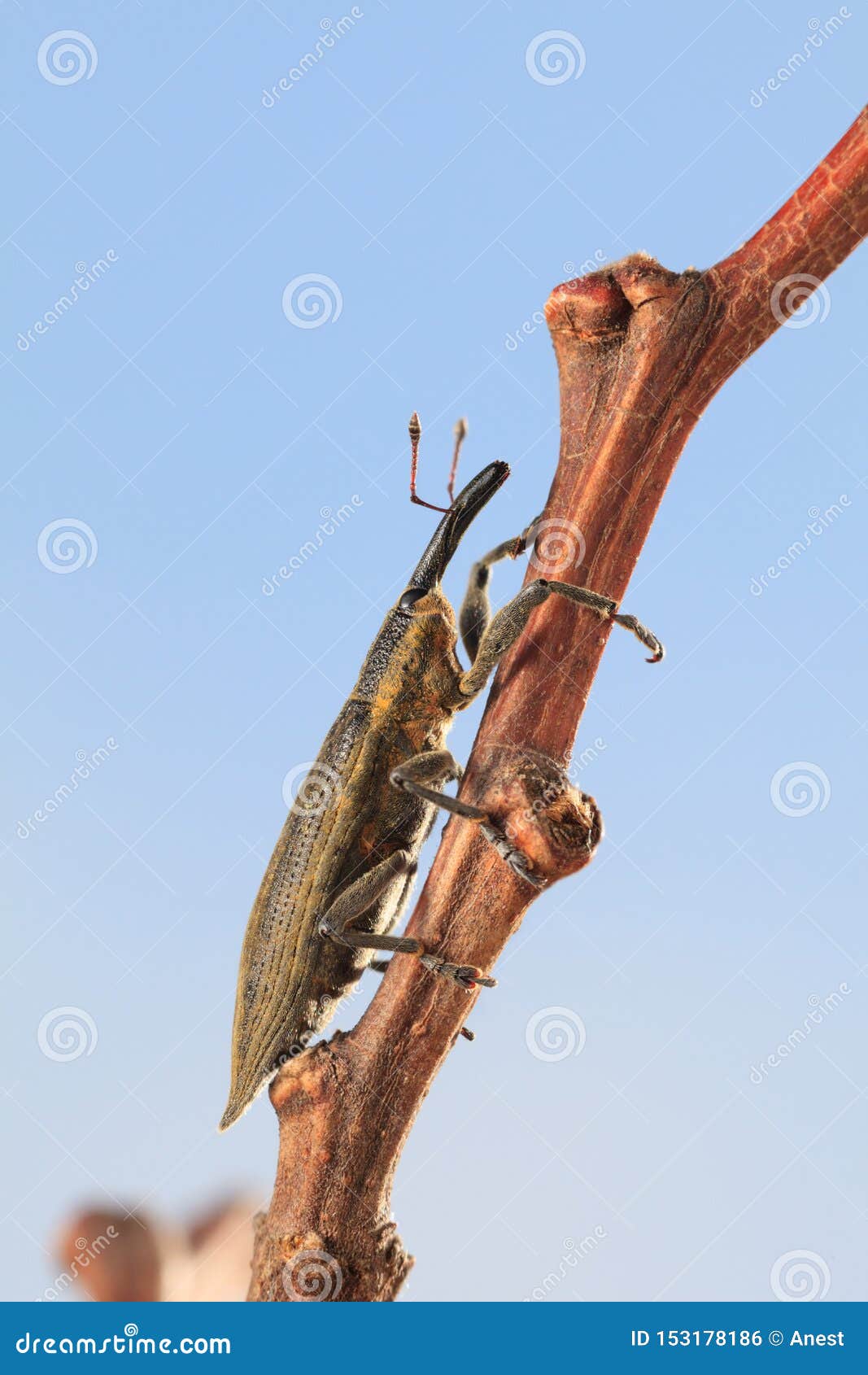 Weevil Beetle Climbing on Tree Twig Stock Photo - Image of sitting ...