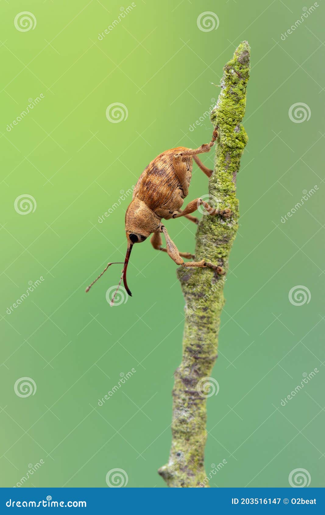 A Weevil Beetle - Curculio Venosus Stock Image - Image of fauna ...