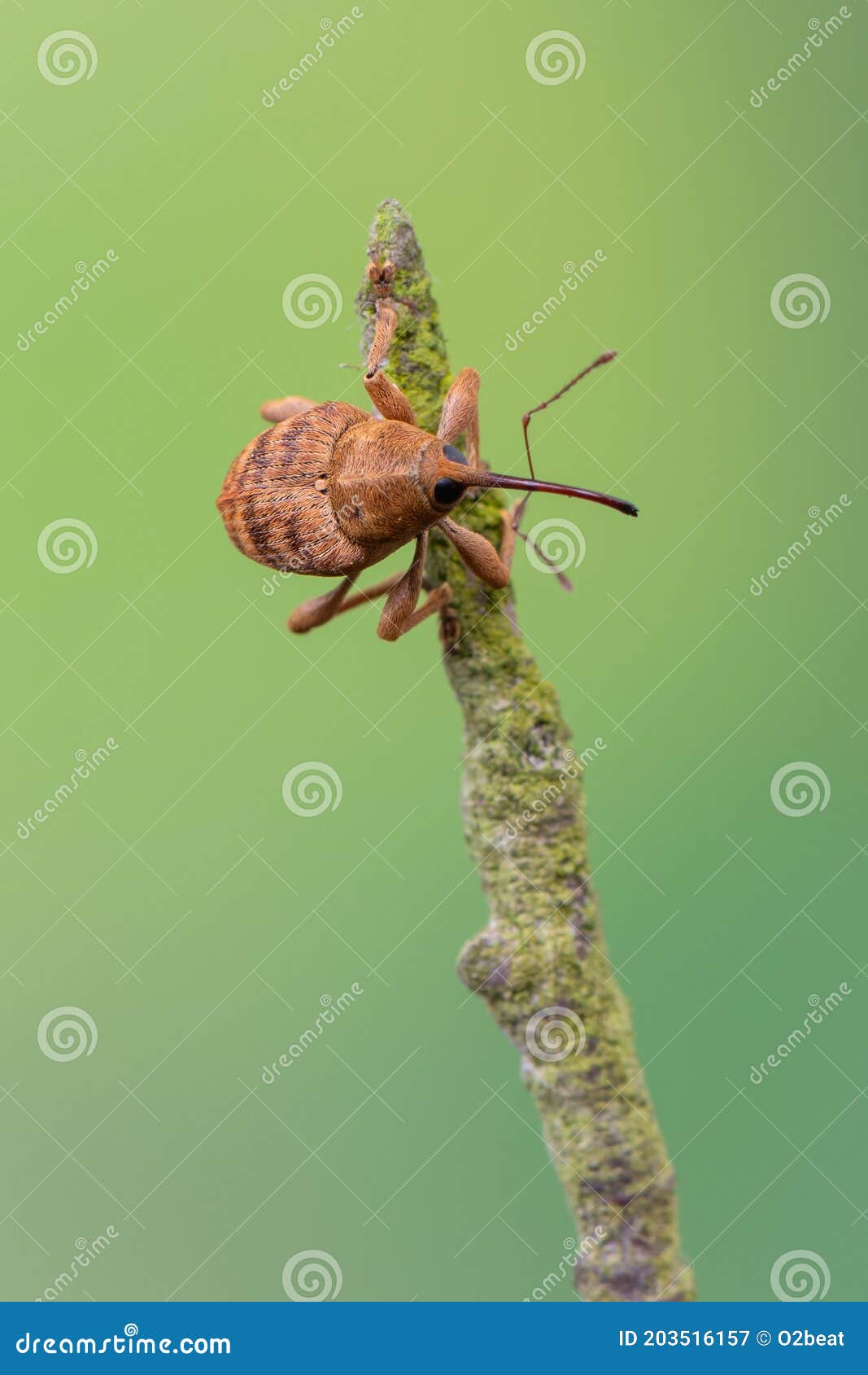 A Weevil Beetle - Curculio Venosus Stock Image - Image of macro ...