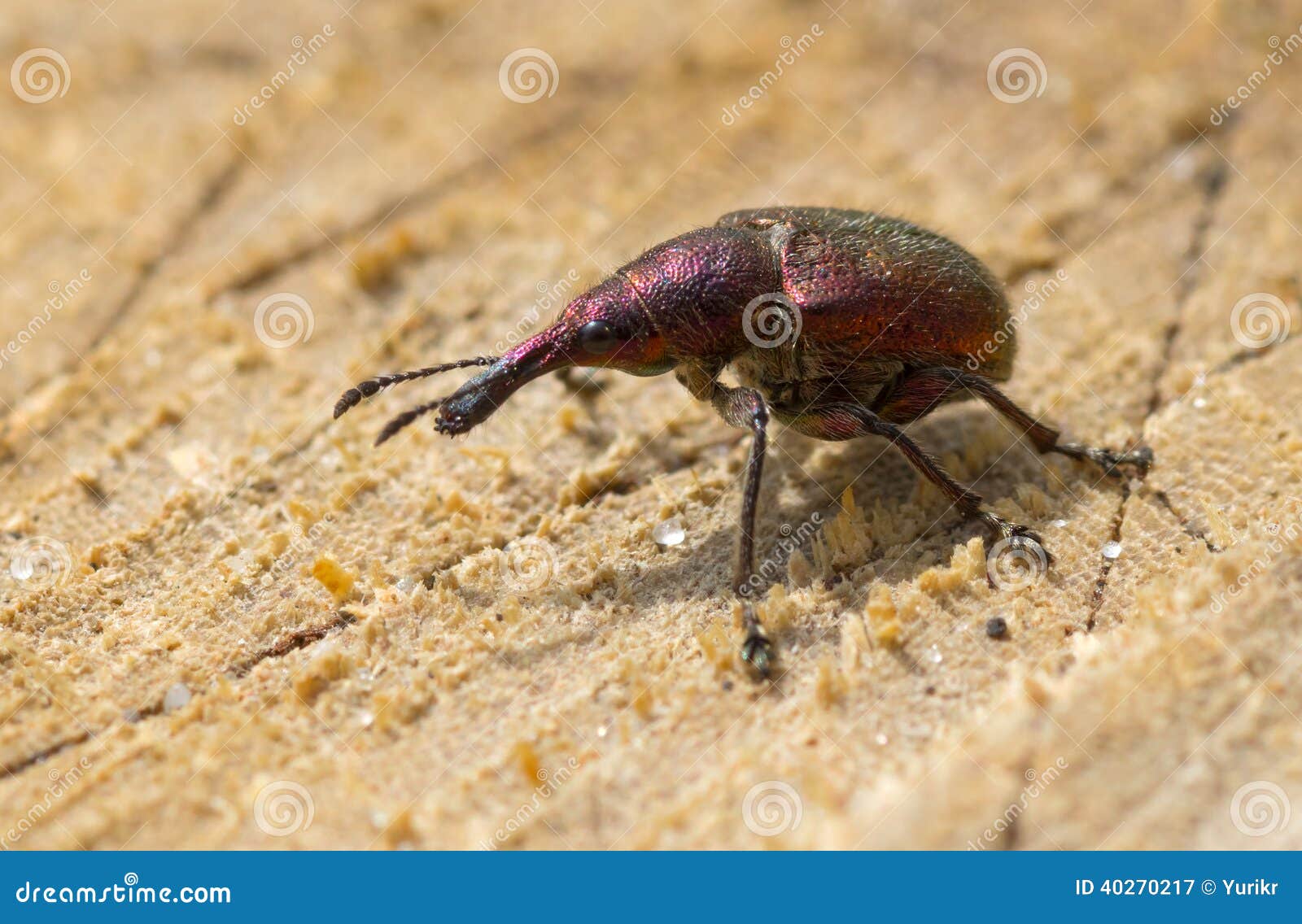 Weevil beetle stock image. Image of profile, demonstrates - 40270217