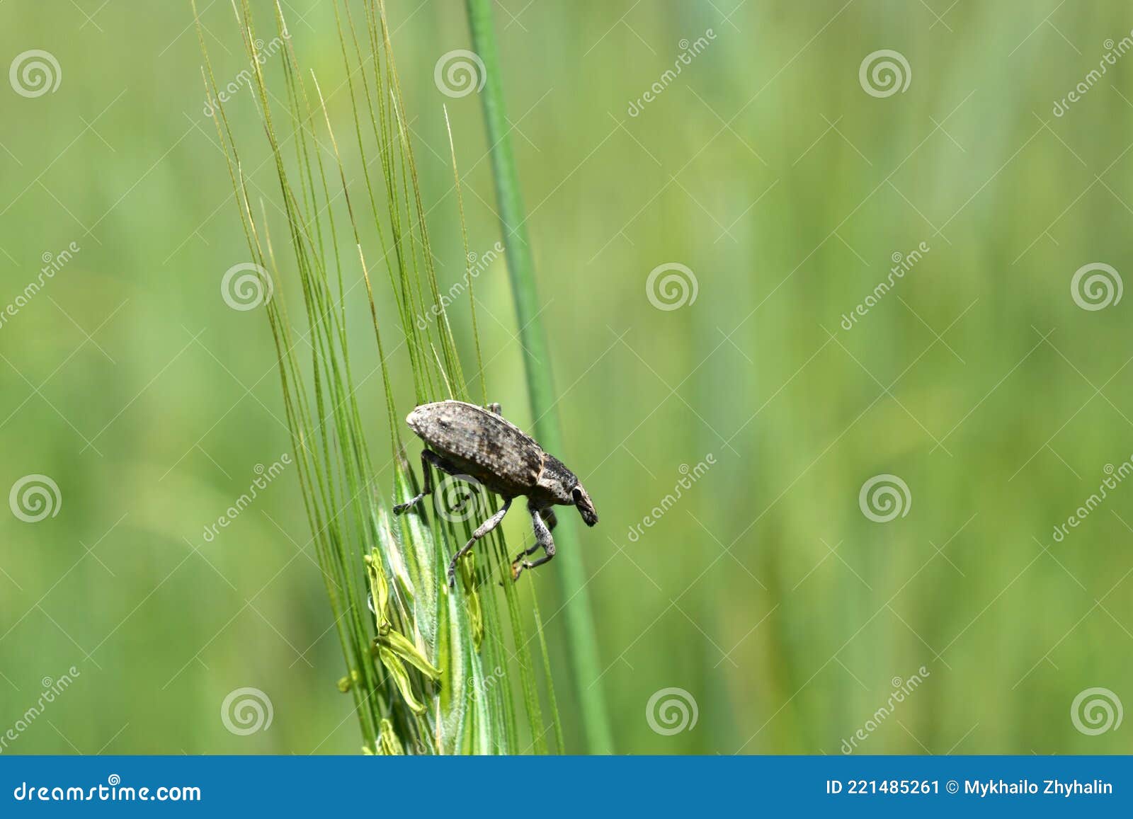 Weevil Beetle on an Ear of Wheat. Stock Image - Image of insect, black ...