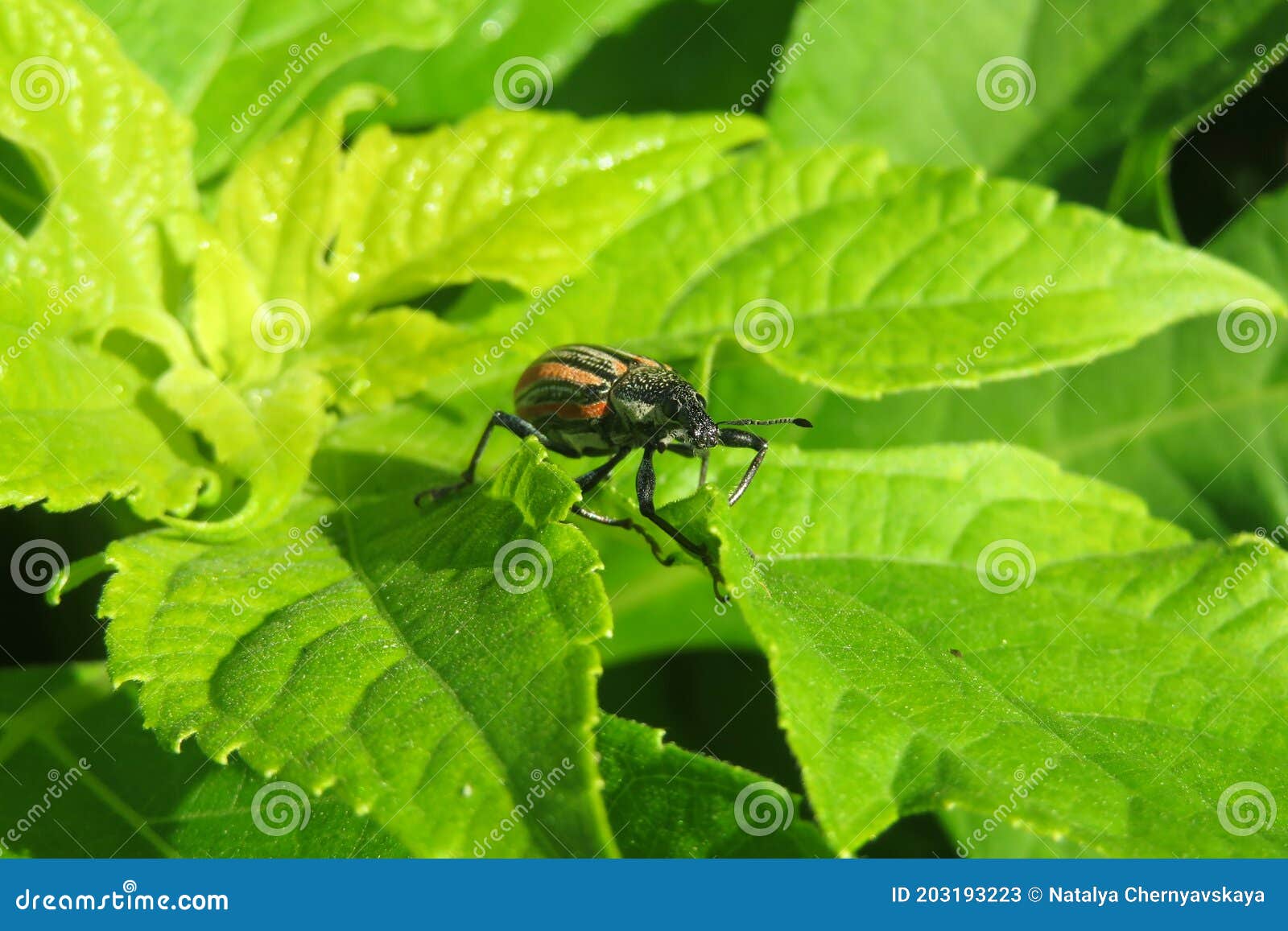 Weevil Beetle in the Garden, Closeup Stock Image - Image of landscape ...