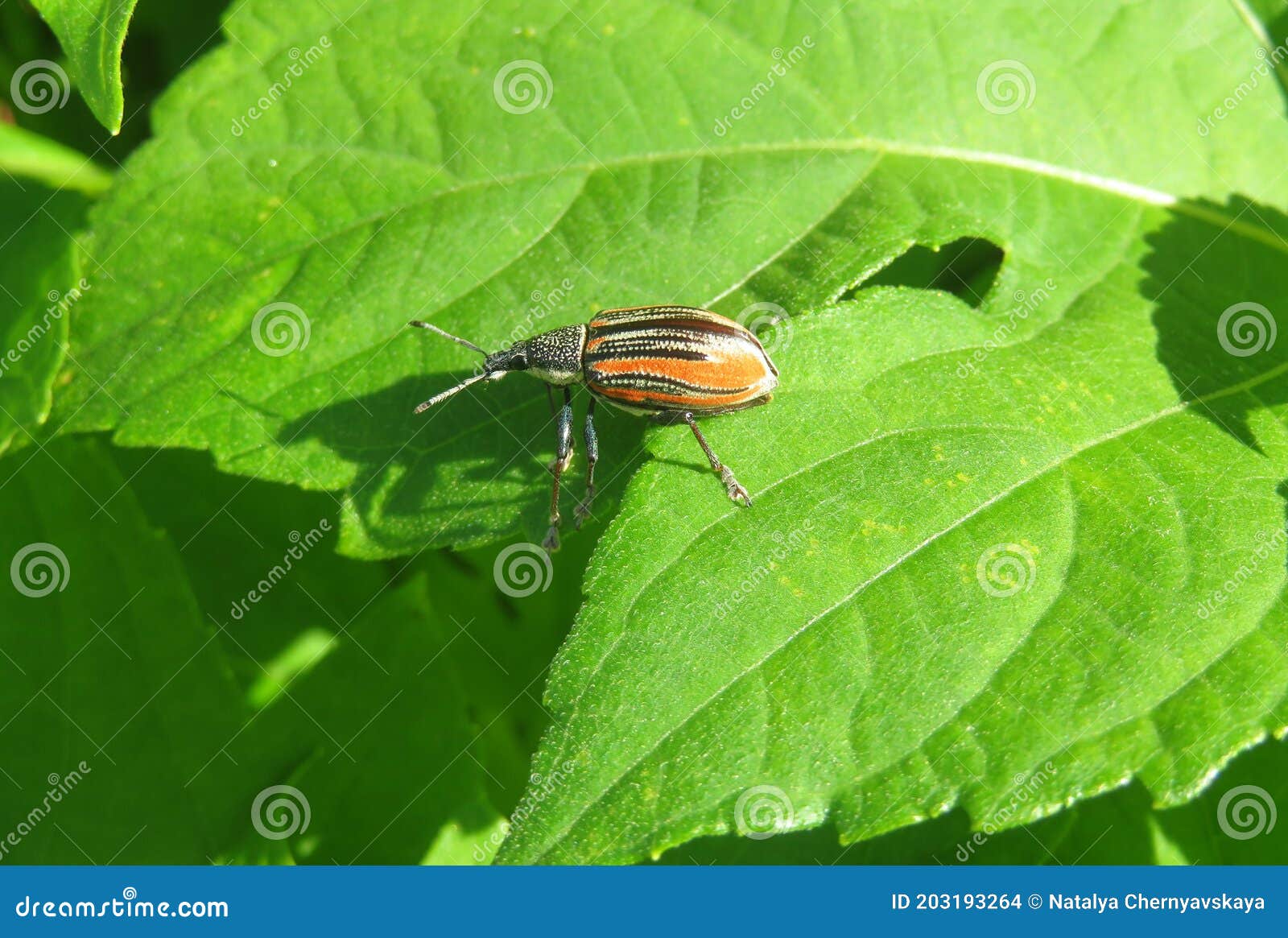 Weevil Beetle in the Garden, Closeup Stock Photo - Image of closeup ...