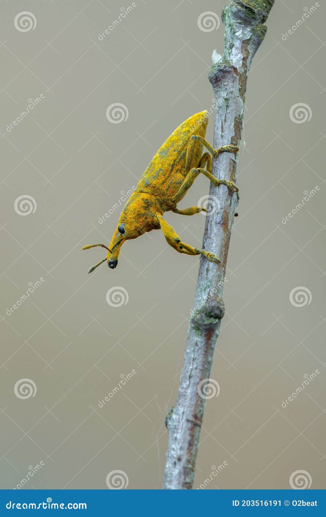 A Weevil Beetle - Lixus Angustatus Stock Image - Image of macro, detail ...