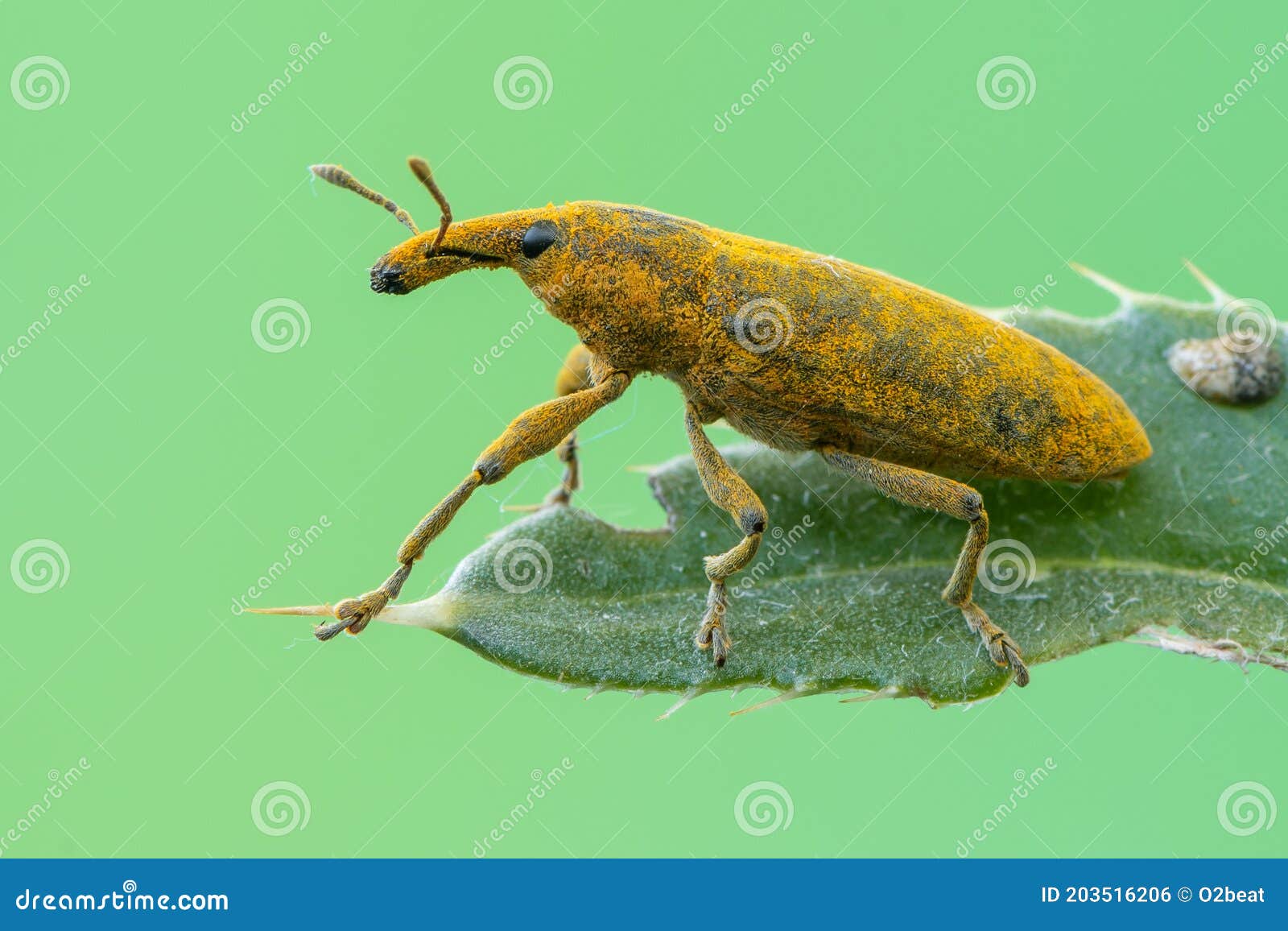 A Weevil Beetle - Lixus Angustatus Stock Photo - Image of insect, macro ...