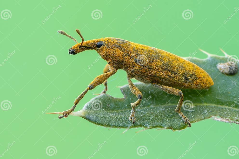 A Weevil Beetle - Lixus Angustatus Stock Photo - Image of insect, macro ...