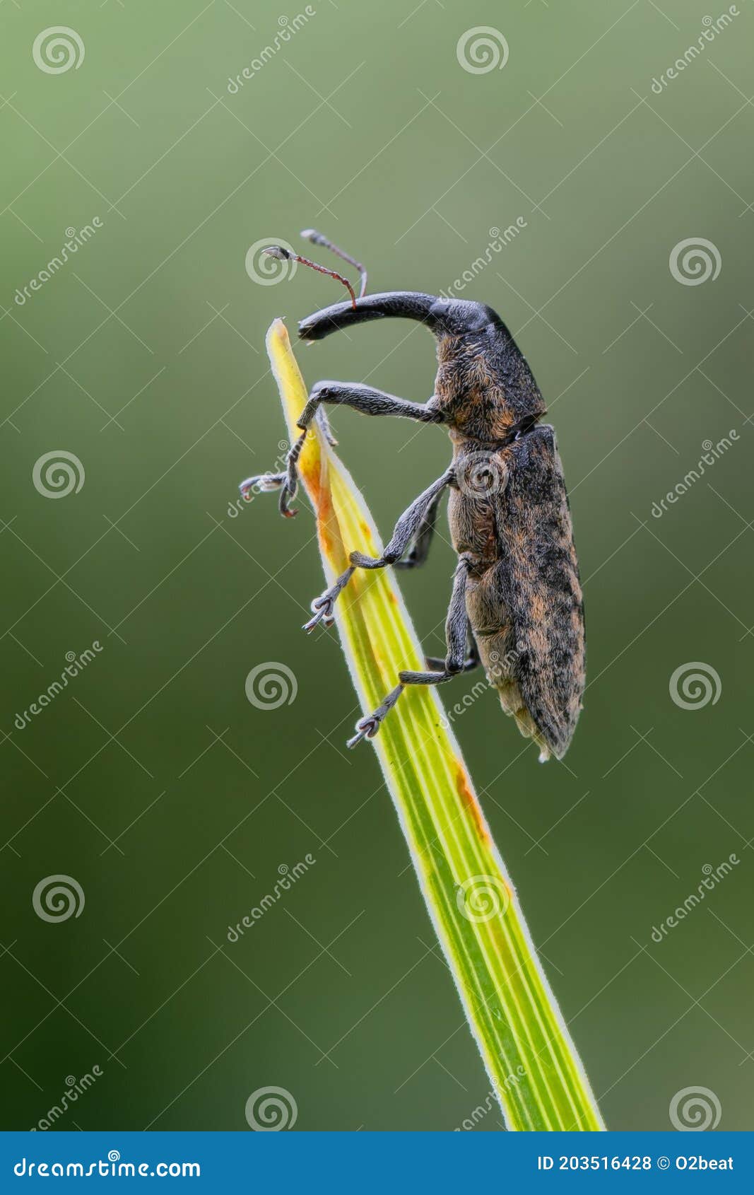 Weevil Beetle - Lixus Fasciculatus Stock Photo - Image of closeup ...
