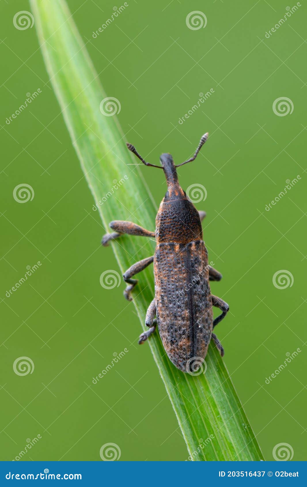 A Weevil Beetle - Lixus Punctiventris Stock Image - Image of wild ...