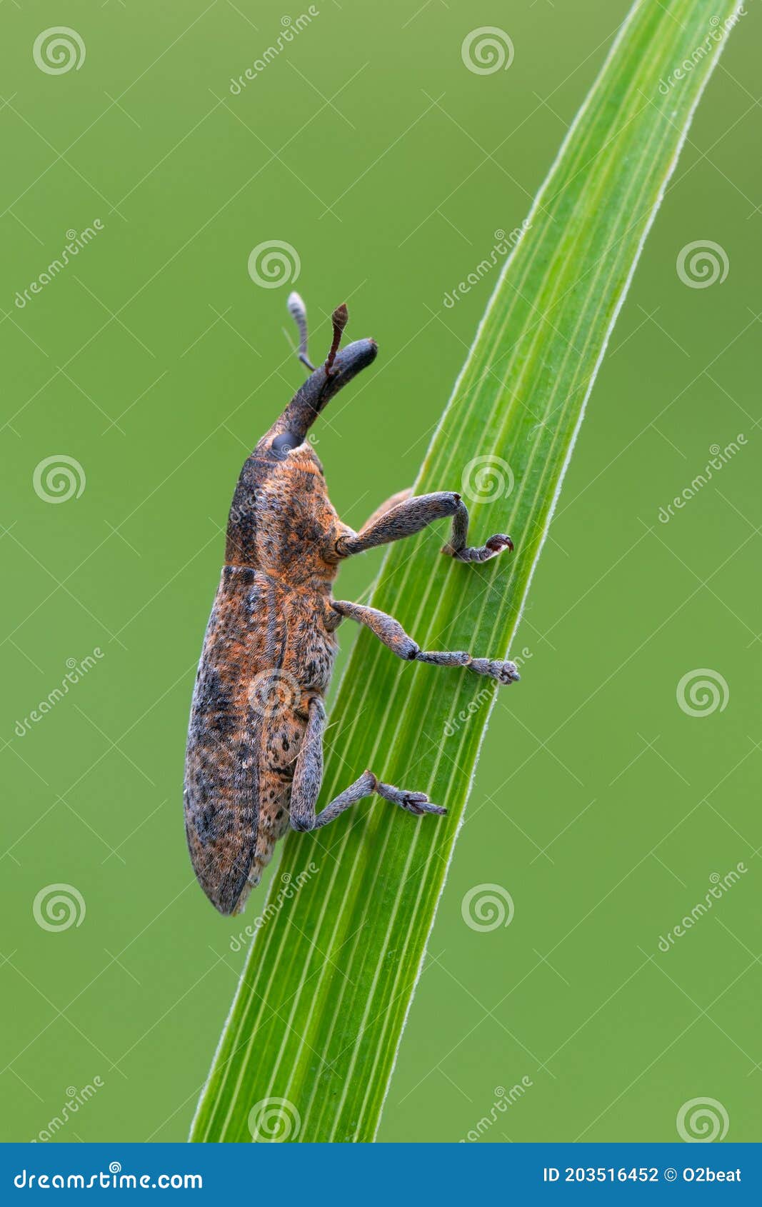 A Weevil Beetle - Lixus Punctiventris Stock Photo - Image of macro ...