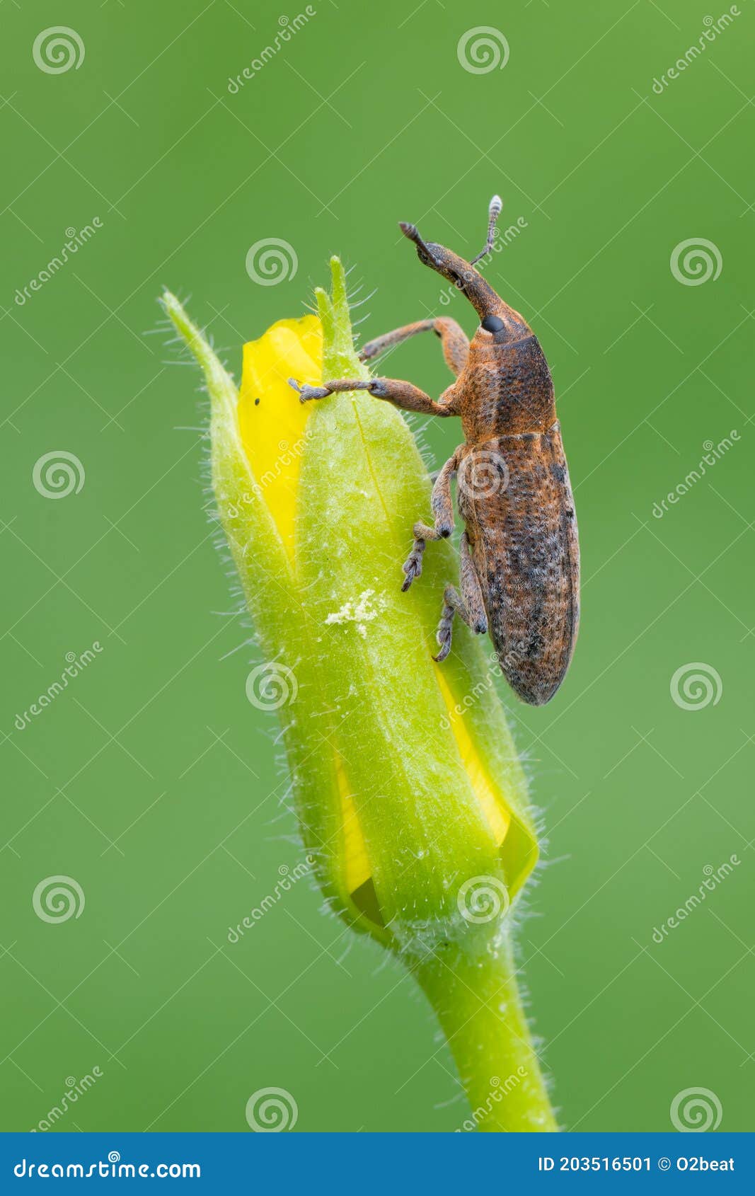 A Weevil Beetle - Lixus Punctiventris Stock Image - Image of fauna ...