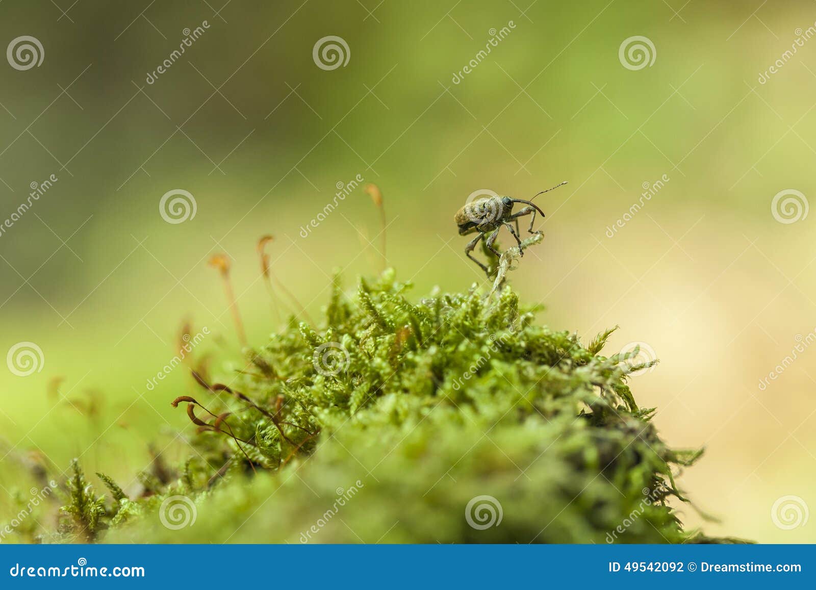 Weevil beetle macro stock photo. Image of macro, beetle - 49542092