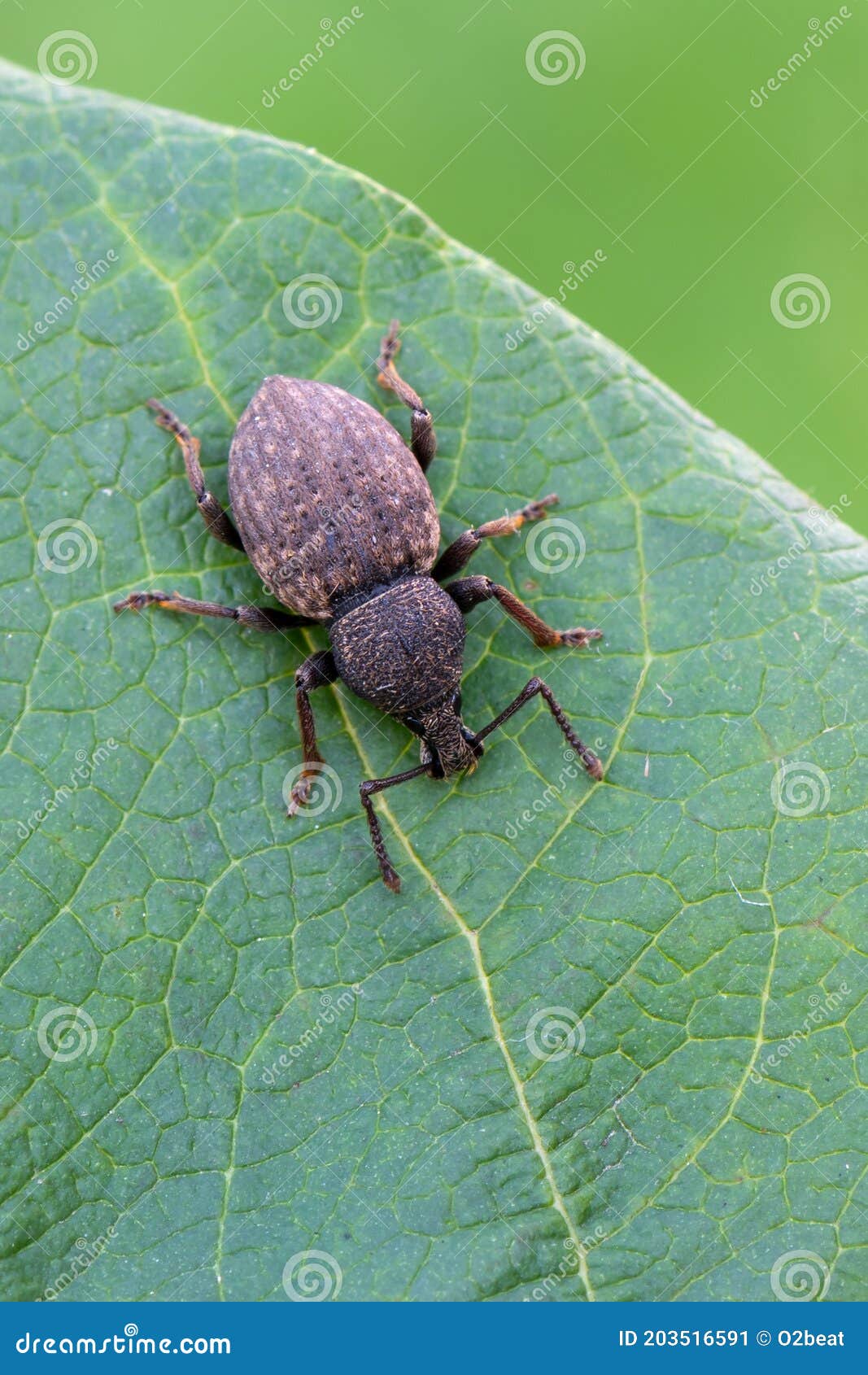 Beetle Of Otiorhynchus Sometimes Otiorrhynchus On Soil. Many Of Them E ...