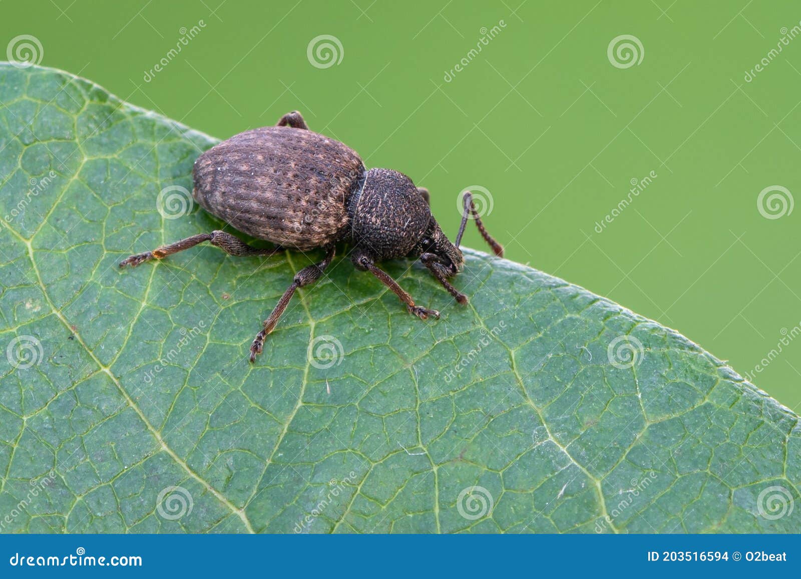 Beetle Of Otiorhynchus Sometimes Otiorrhynchus On Soil. Many Of Them E ...