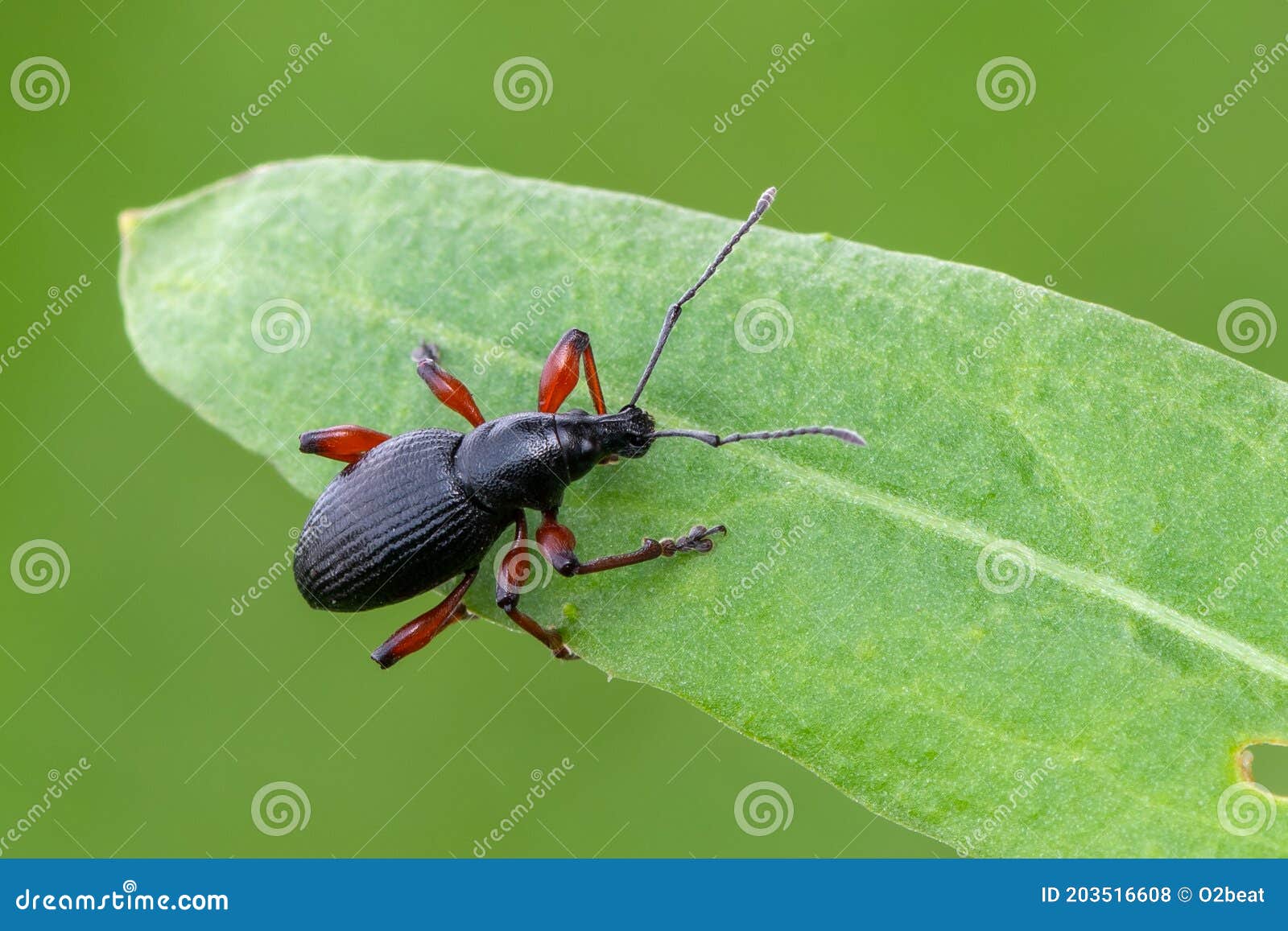 Beetle Of Otiorhynchus Sometimes Otiorrhynchus On Soil. Many Of Them E ...