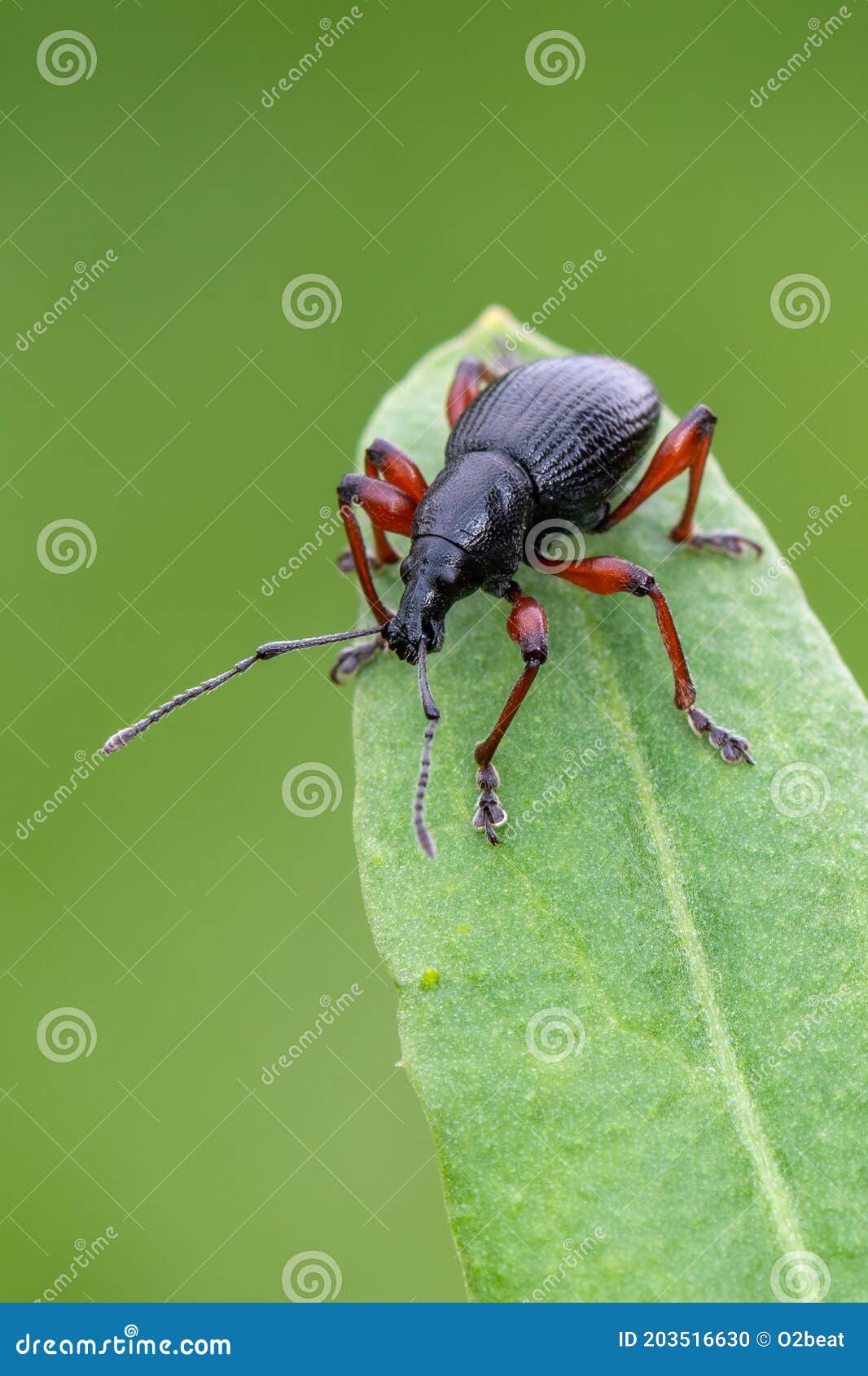 Beetle Of Otiorhynchus Sometimes Otiorrhynchus On Soil. Many Of Them E ...