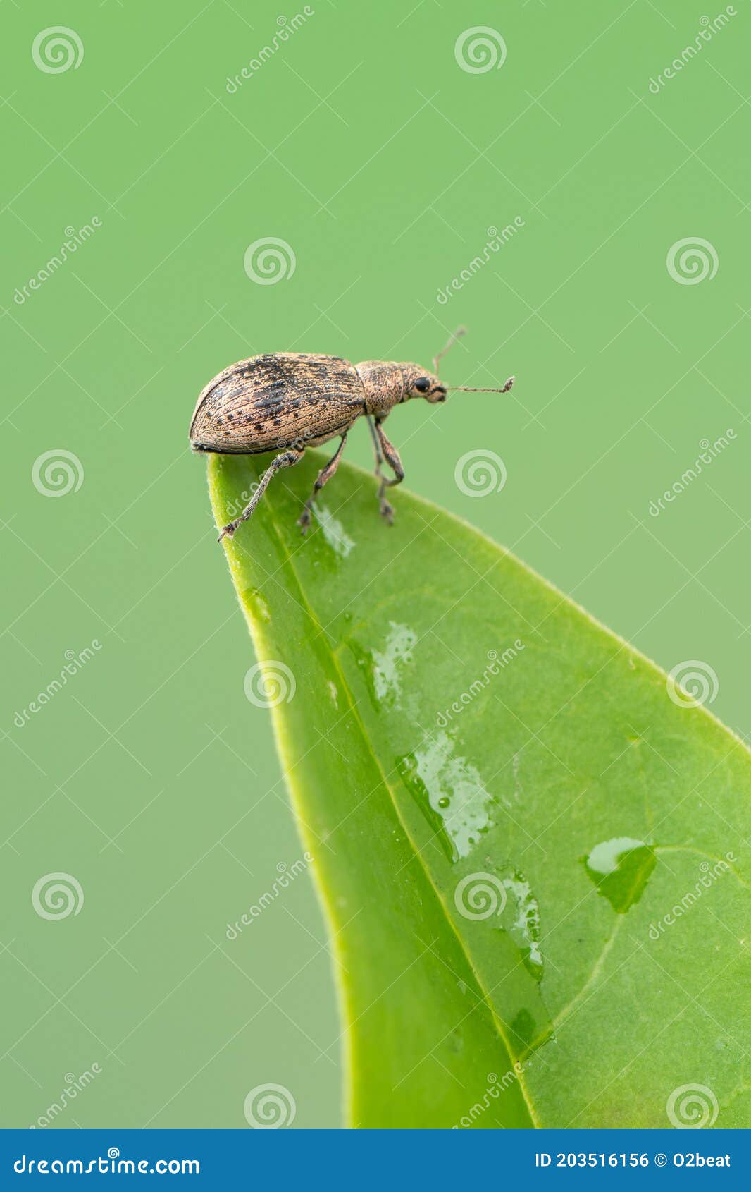 A Weevil Beetle - Polydrusus Cervinus Stock Photo - Image of creature ...