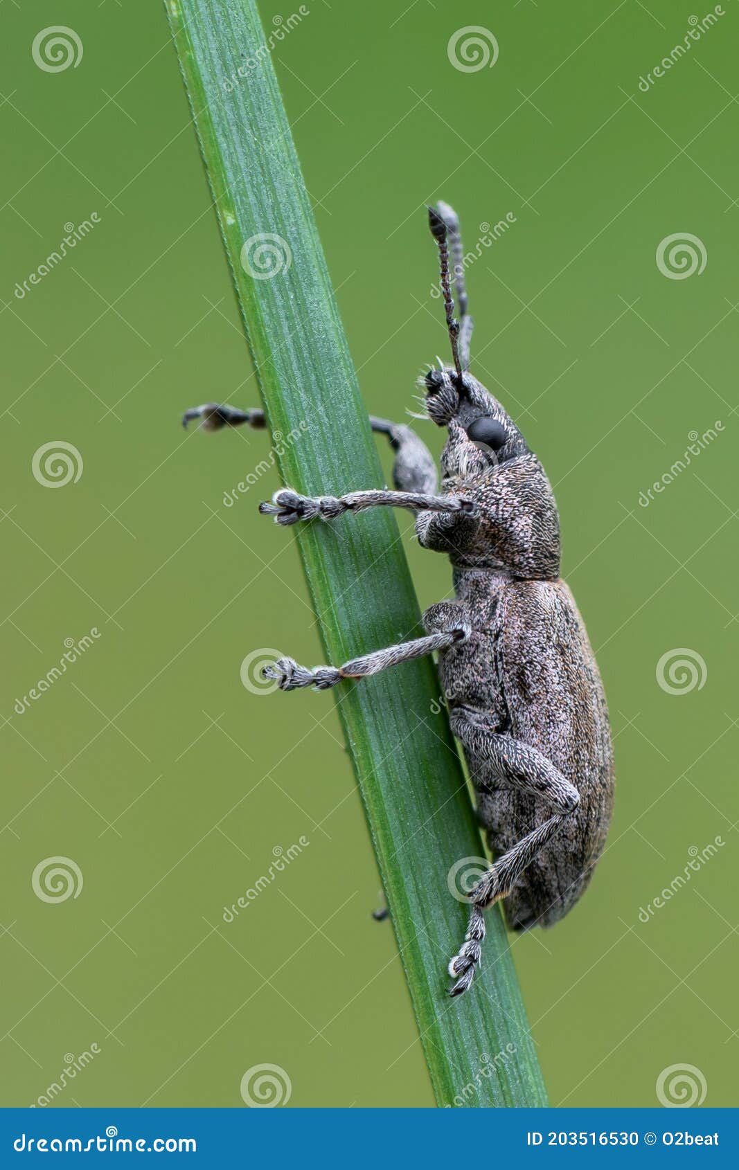 A Weevil Beetle - Tanymecus Palliatus Stock Photo - Image of tanymecus ...