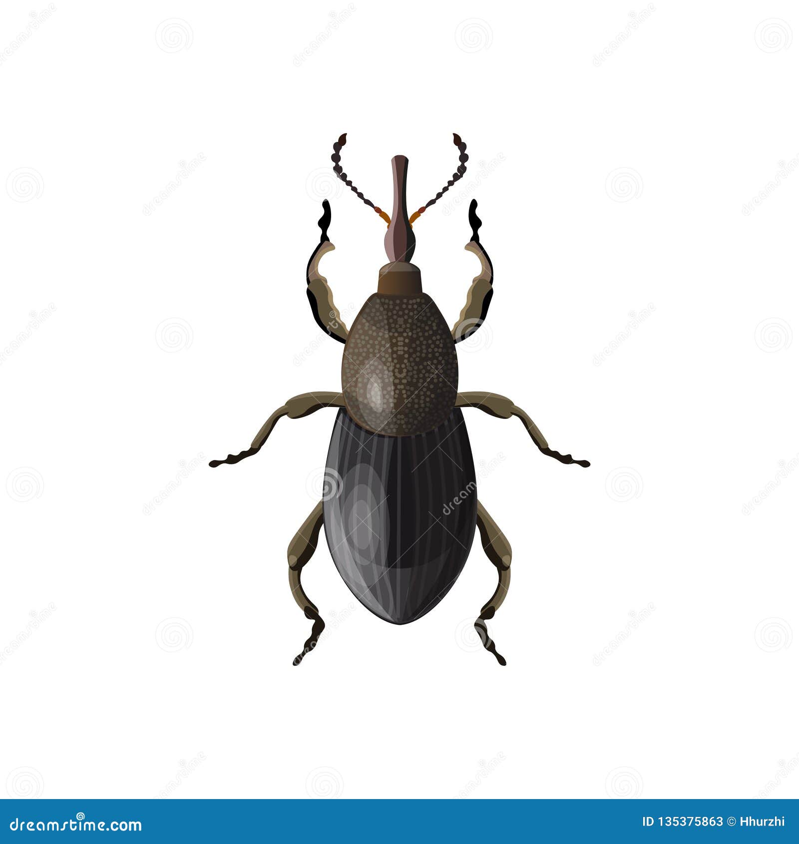 Weevil Beetle Vector | CartoonDealer.com #135375863