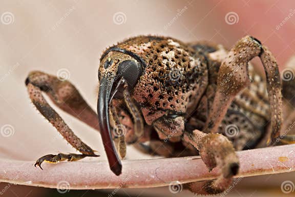 Weevil with Brown Background Stock Image - Image of outdoor, brown ...