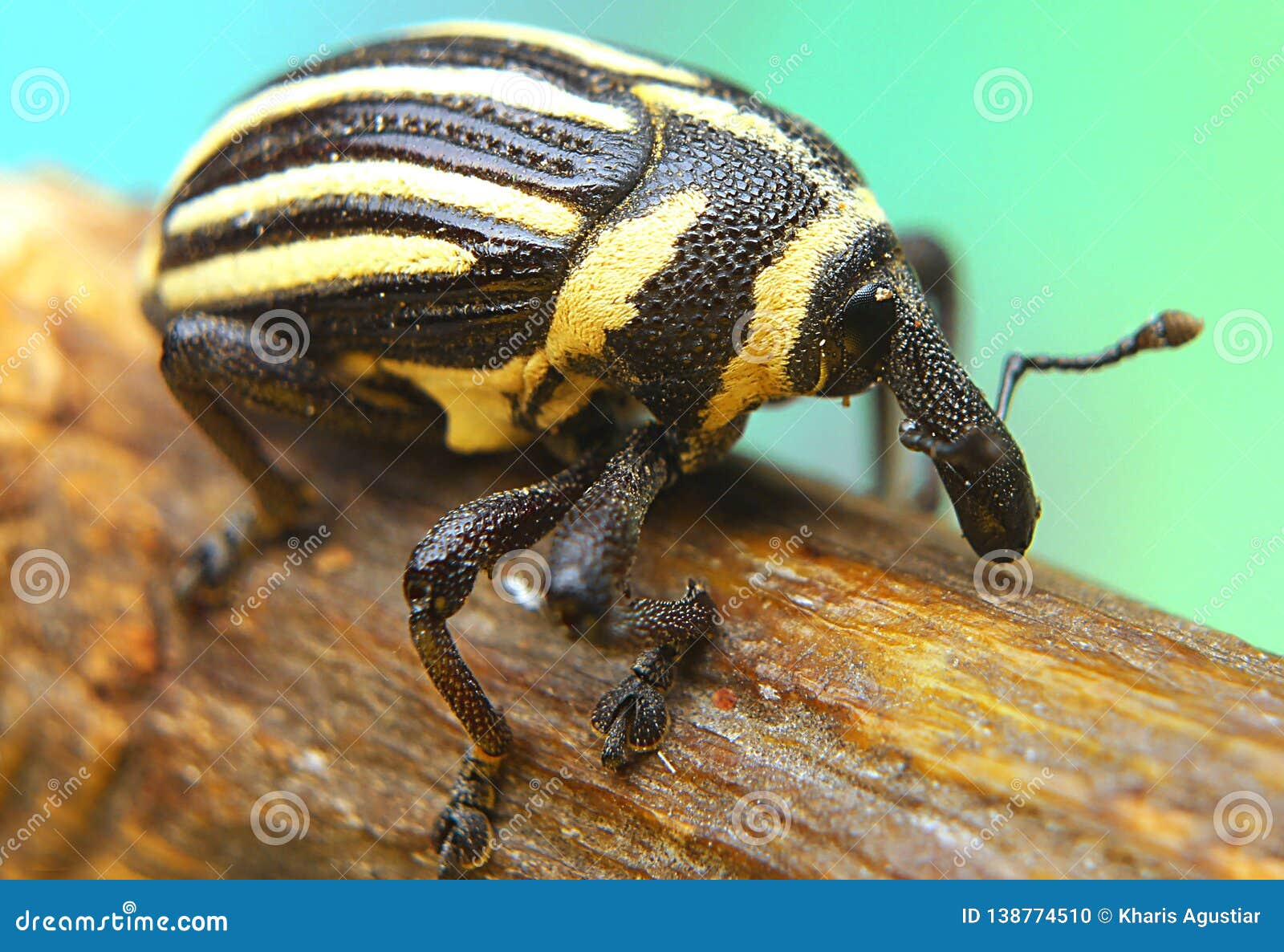 Weevil bug close up stock photo. Image of macrophotography - 138774510