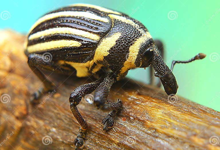 Weevil bug close up stock photo. Image of macrophotography - 138774510
