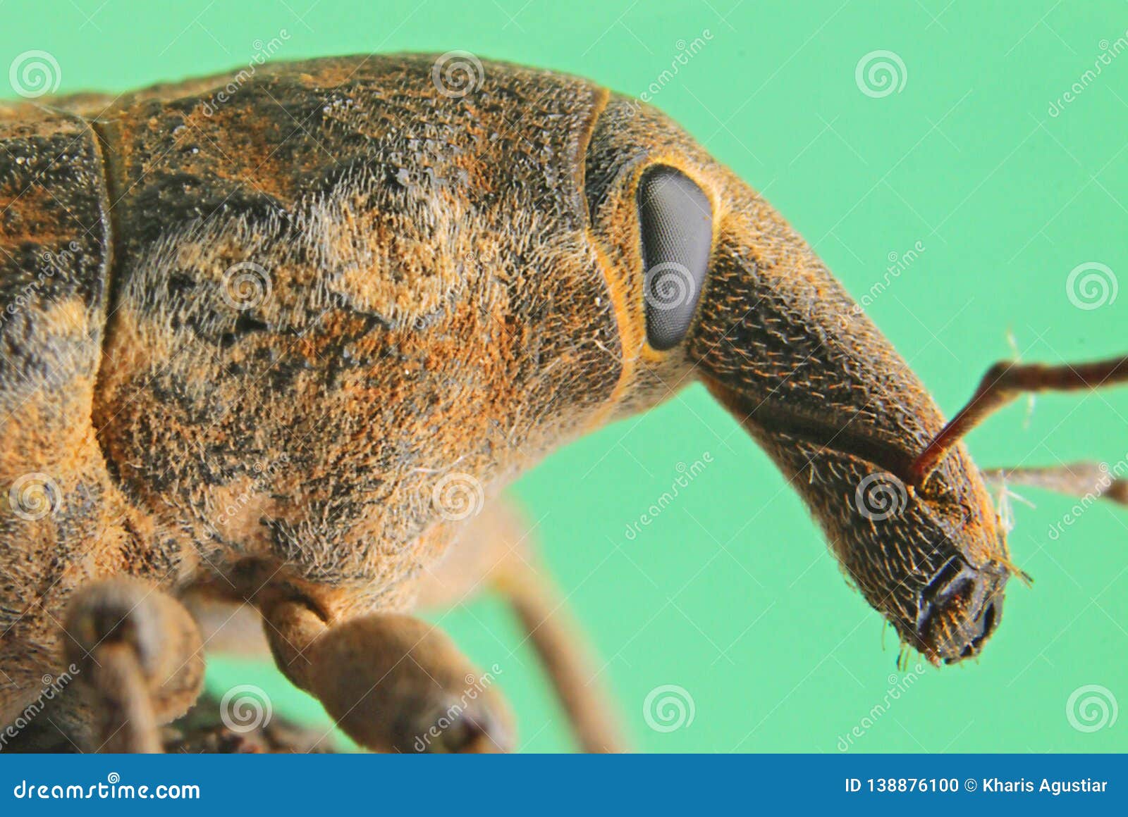 Weevil bug close up stock photo. Image of macrophotography - 138876100