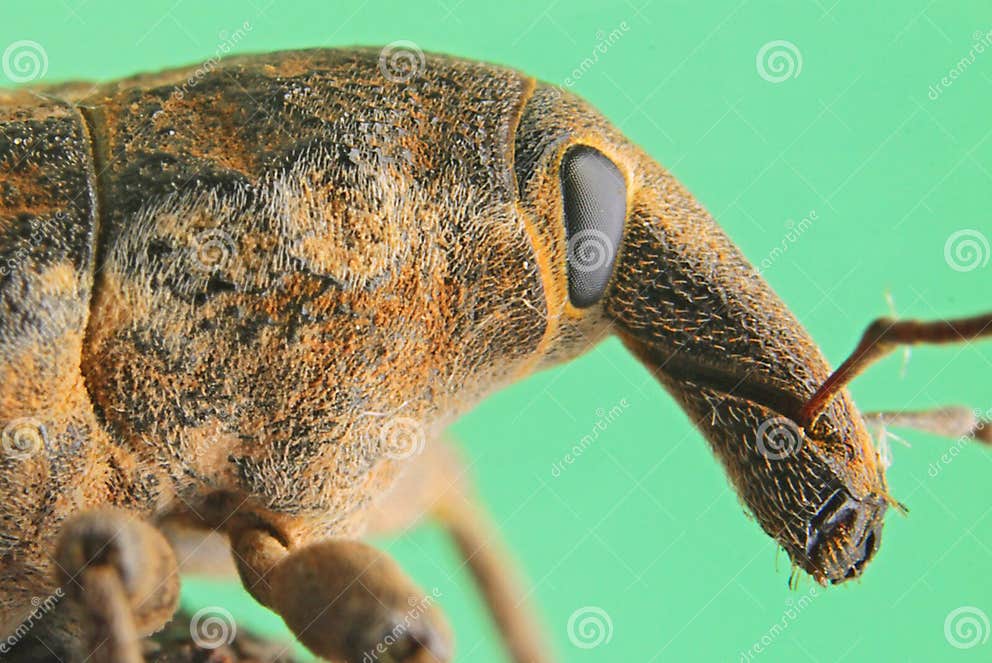 Weevil bug close up stock photo. Image of macrophotography - 138876100