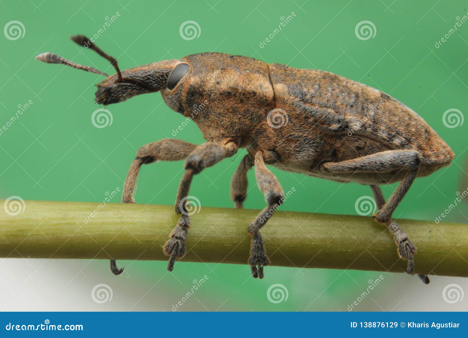 Weevil bug close up stock image. Image of macrophotography - 138876129