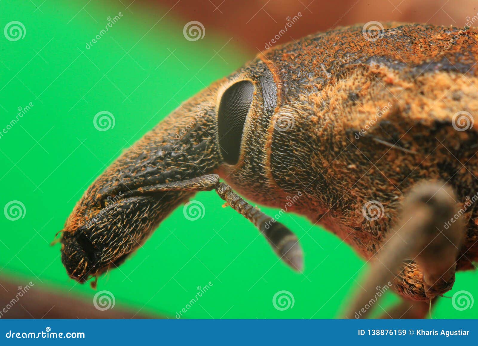 Weevil bug close up stock image. Image of weevil, insect - 138876159