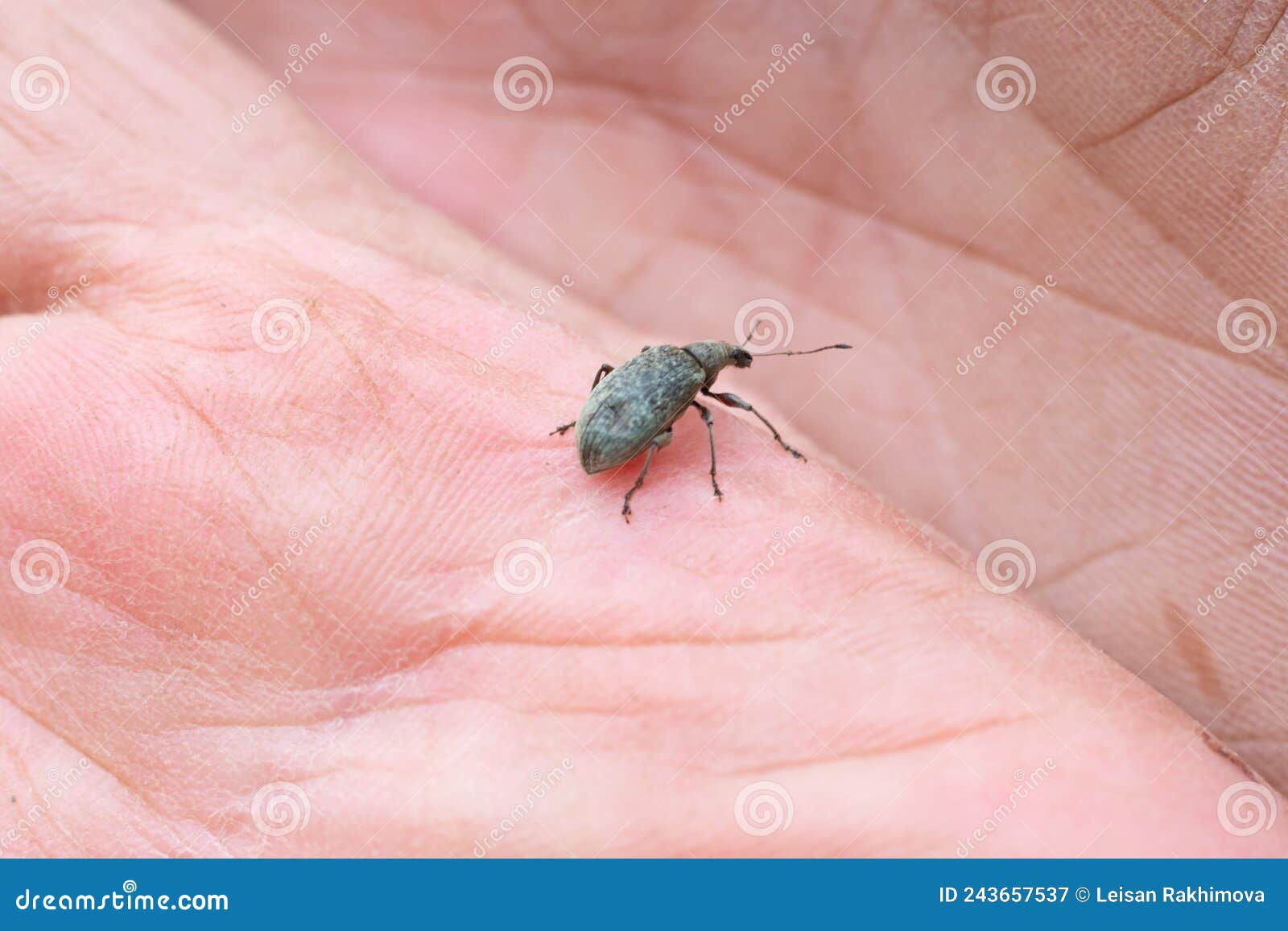 Weevil Bug is Sitting on Opened Palm. Insect Injuring Harvest ...