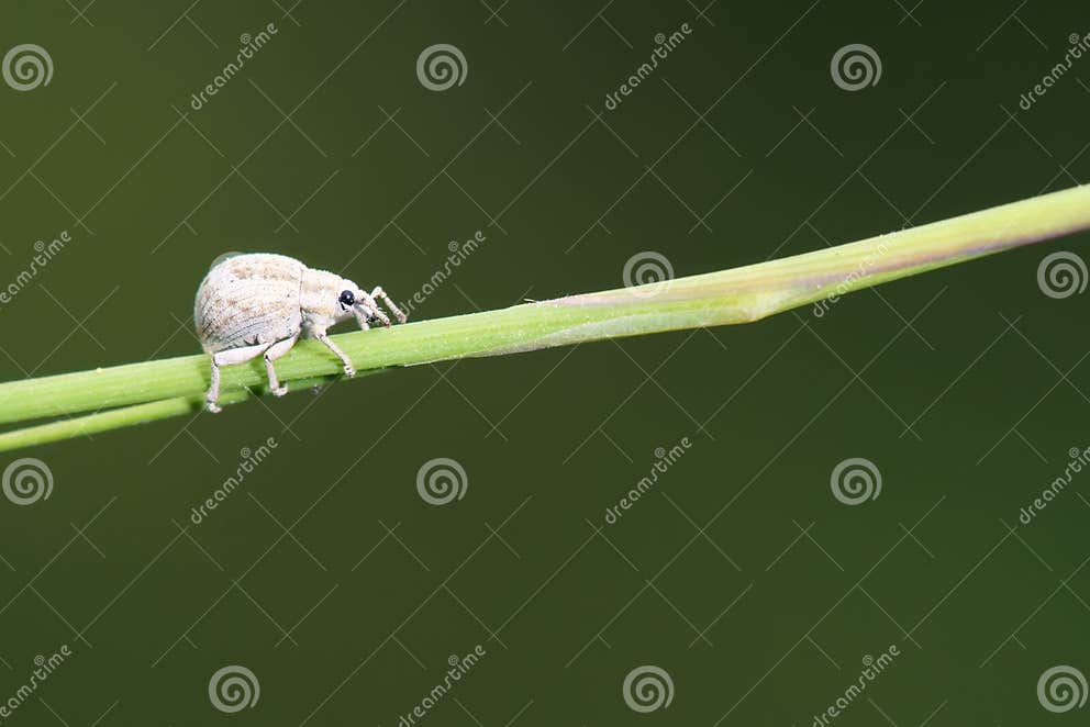 Weevil stock photo. Image of weevil, grass, nature, curculio - 54784458