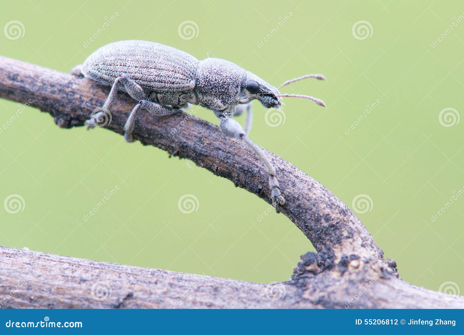 Weevil And Tree Leaf Stock Photography | CartoonDealer.com #242658140