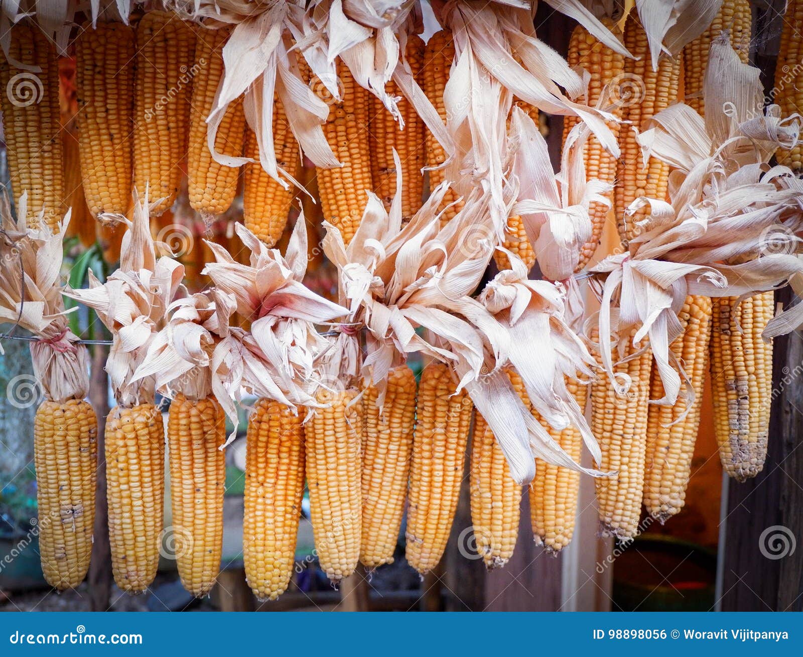 Weevil corn corn hang stock photo. Image of background - 98898056