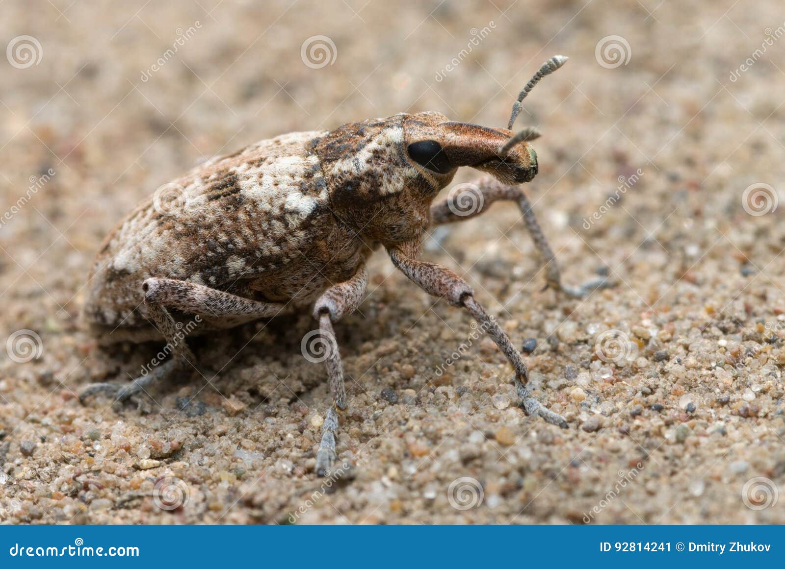 Weevil stock image. Image of macro, coniocleonus, animals - 92814241