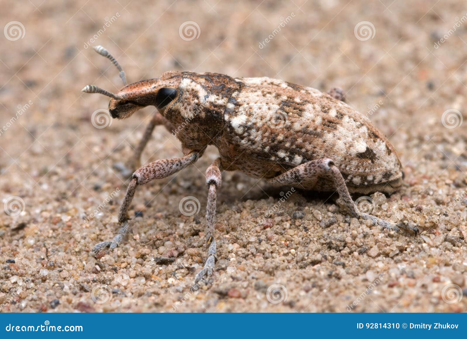 Weevil stock photo. Image of weevil, animals, hollbergi - 92814310