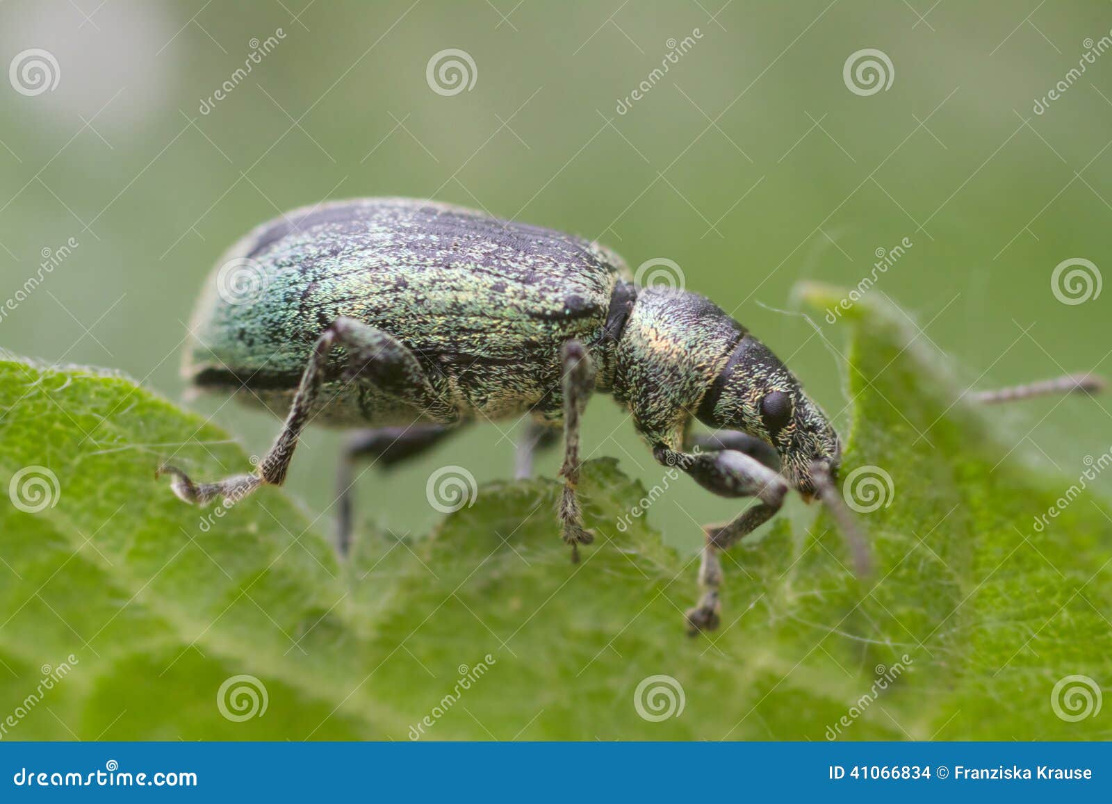 Weevil Curculionidae stock photo. Image of natural, leaf - 41066834