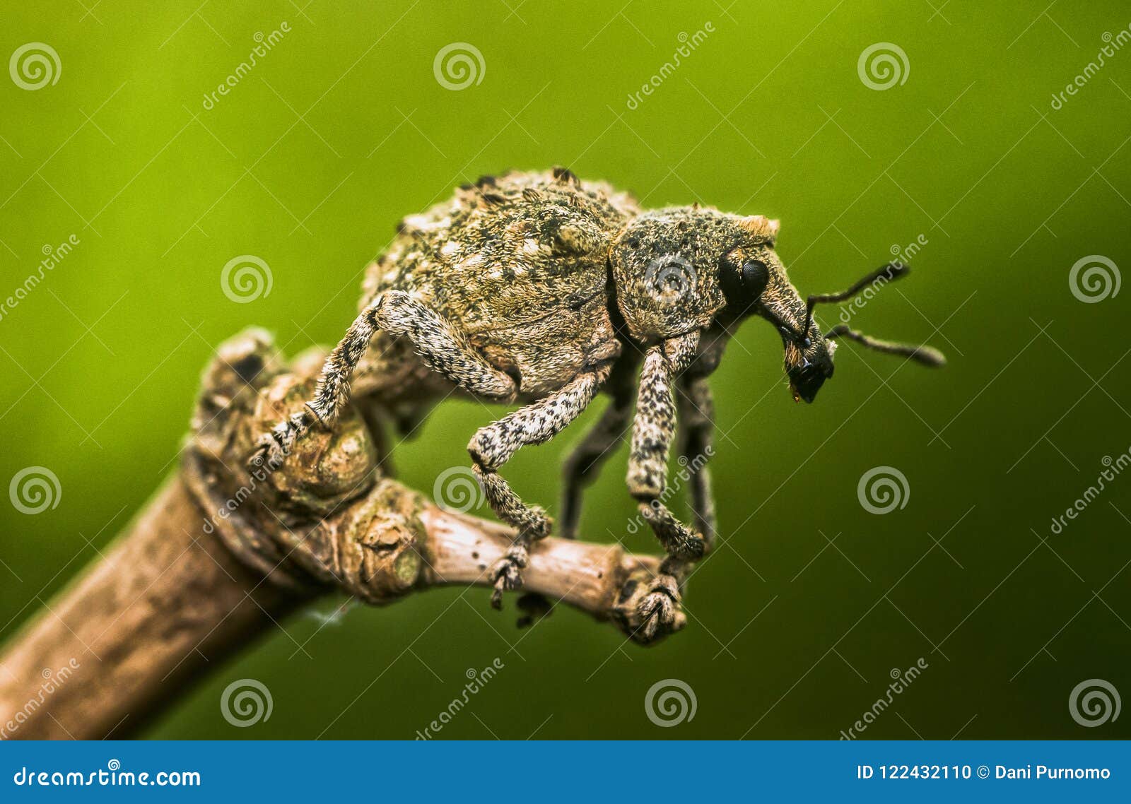 Weevil on the dead bamboo stock photo. Image of butterfly - 122432110