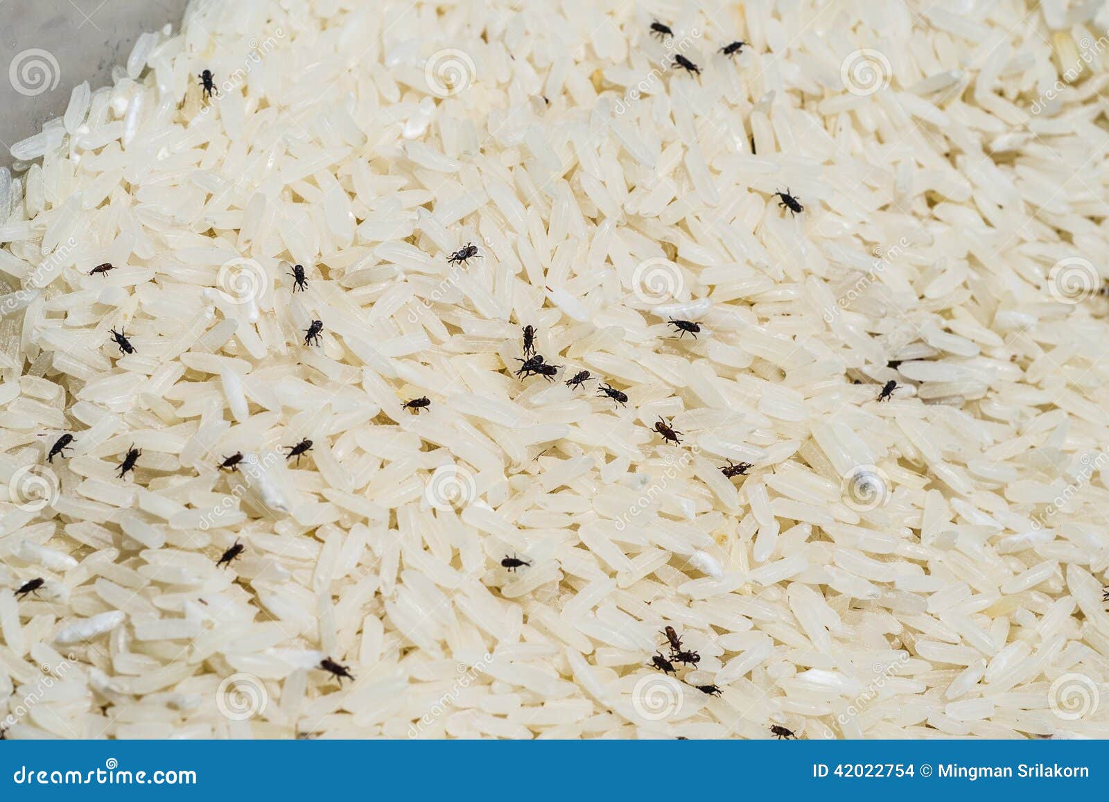 Weevil In Rice Stock Image | CartoonDealer.com #34327393